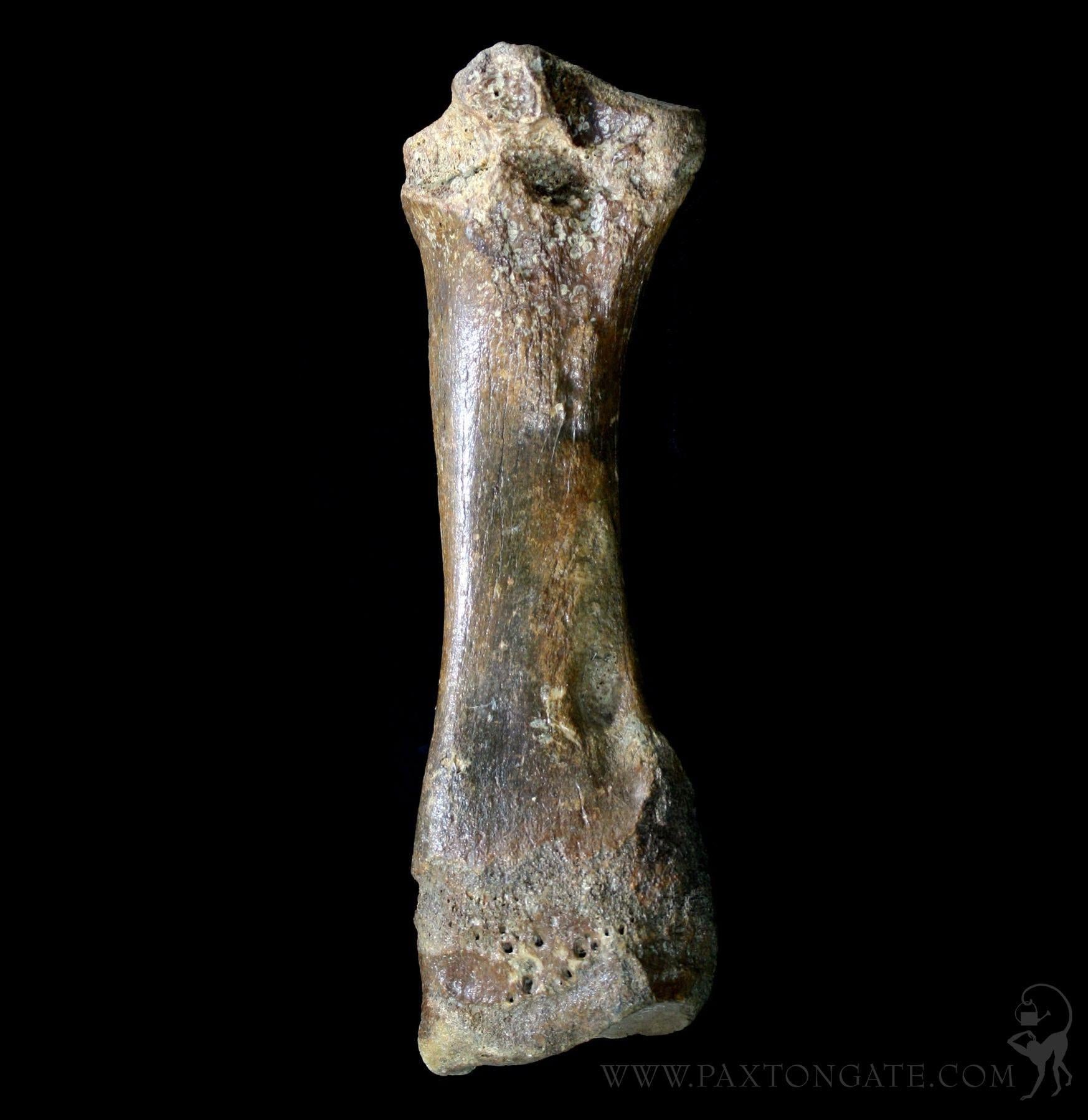 Fossilized Bison Coelodonta Antiquitatis Radius – Paxton Gate