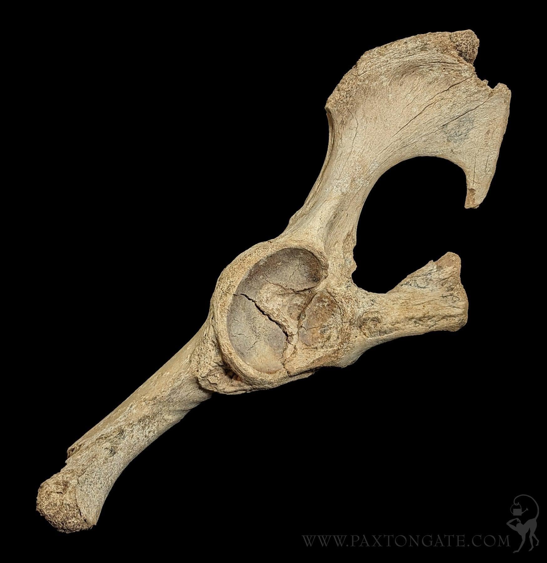 Fossilized Woolly Mammoth Pelvic Bone – Paxton Gate