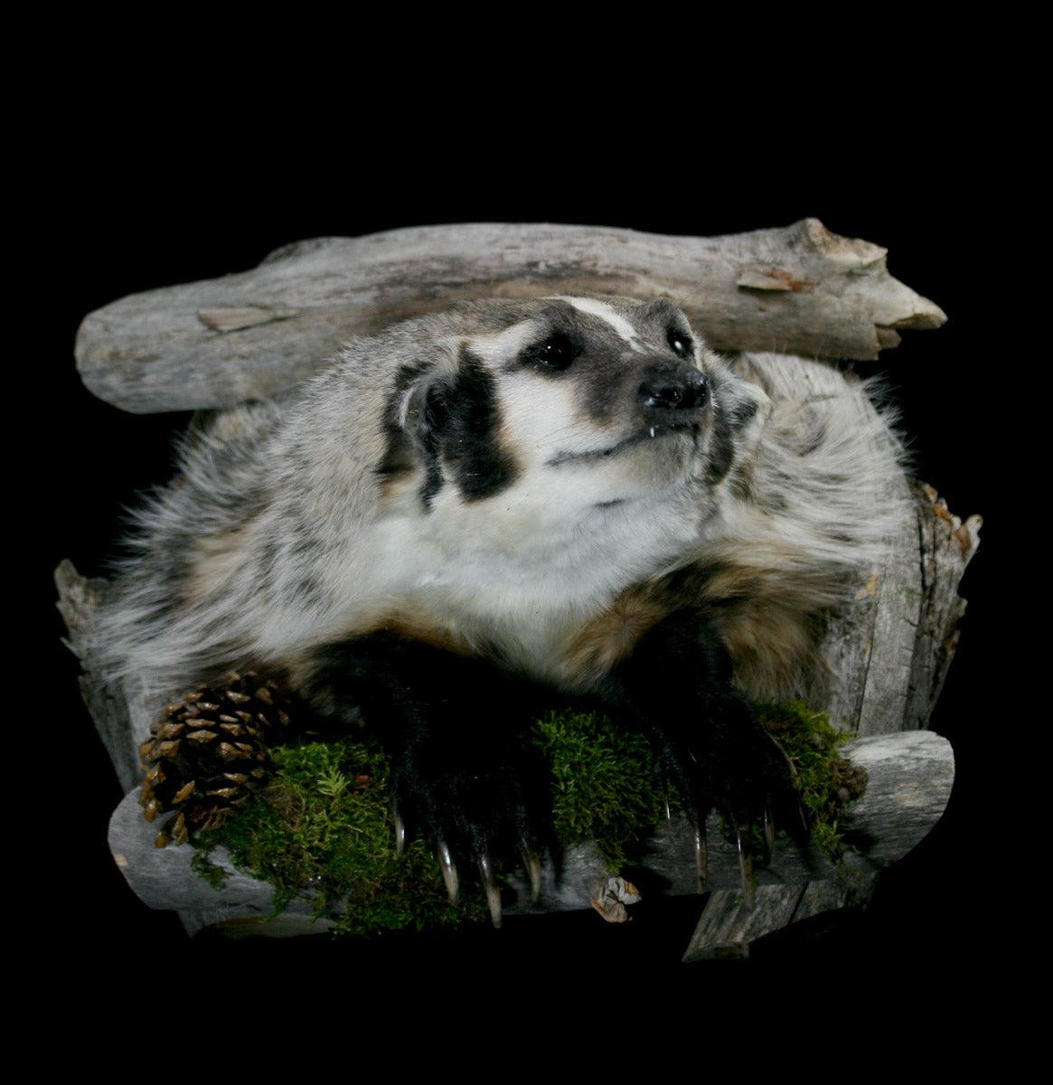 From The Natural World – Paxton Gate