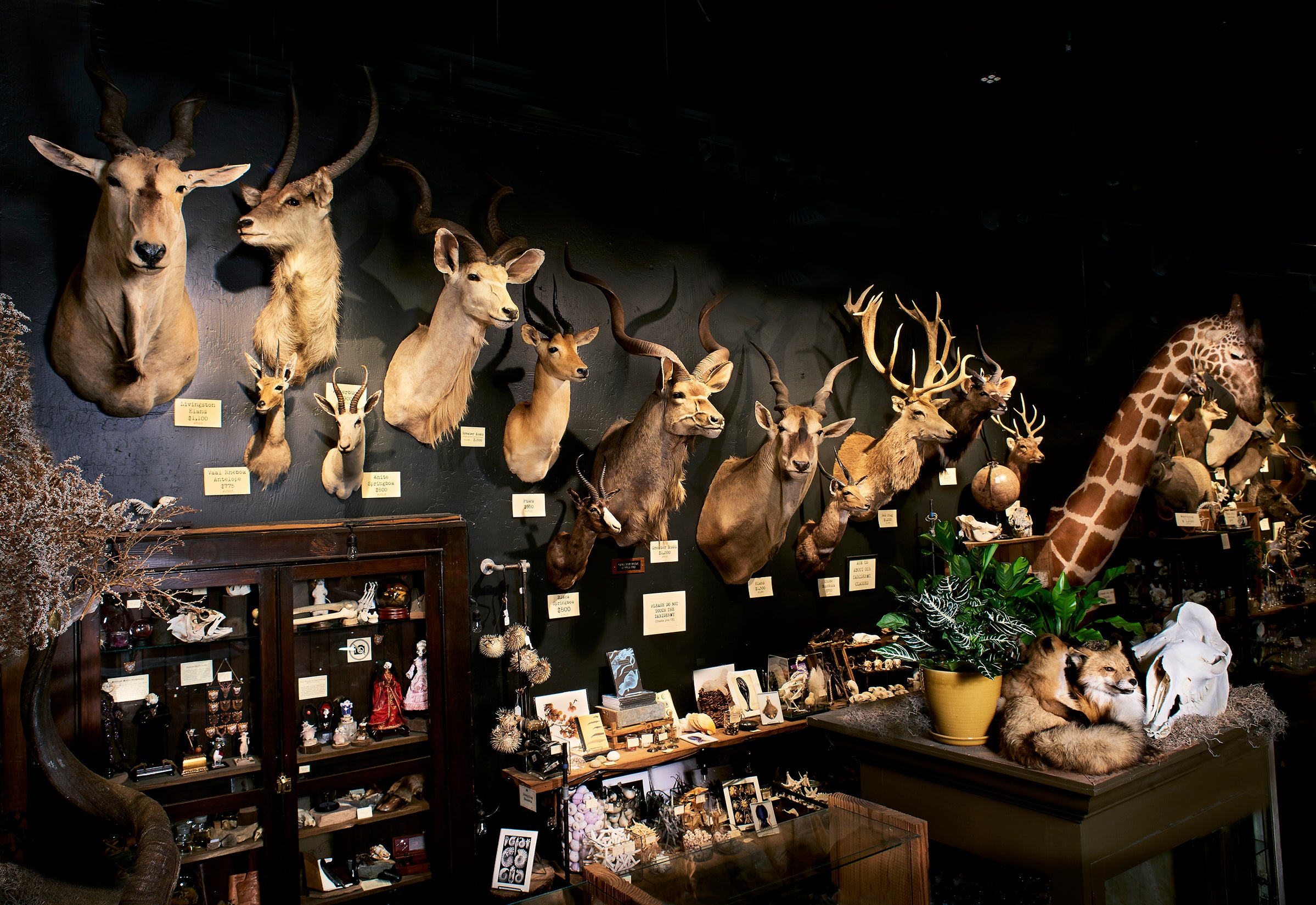 New Arrivals – Paxton Gate