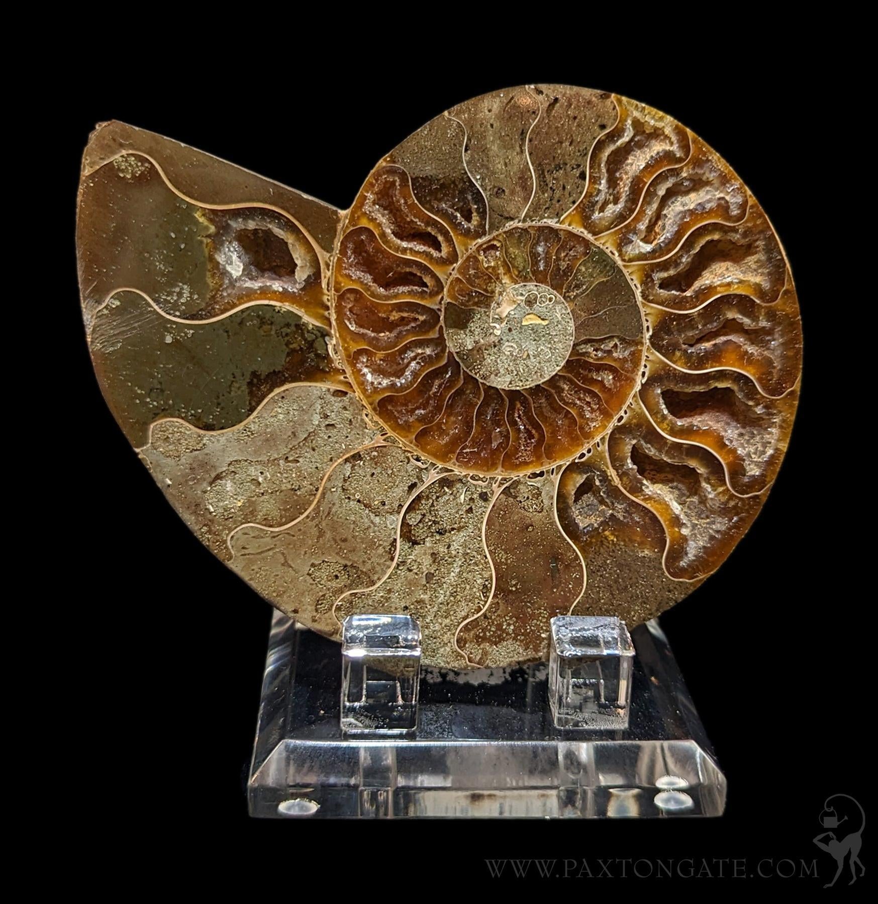 Acrylic Fossil And Mineral Stand – Paxton Gate