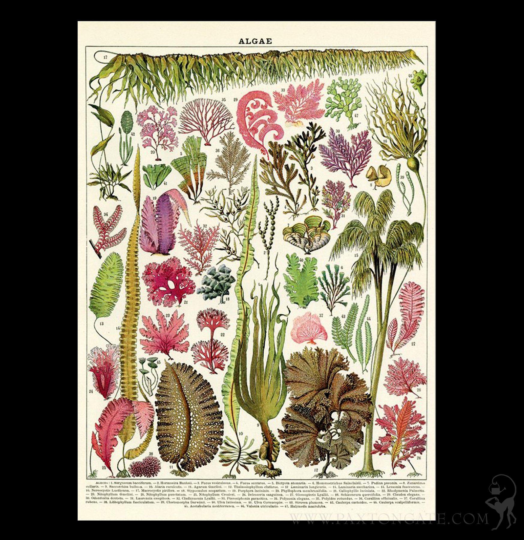 Algae Poster Wrap – Paxton Gate