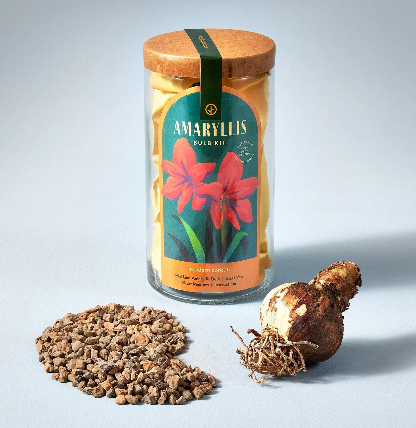 Amaryllis Bulb Kit – Paxton Gate