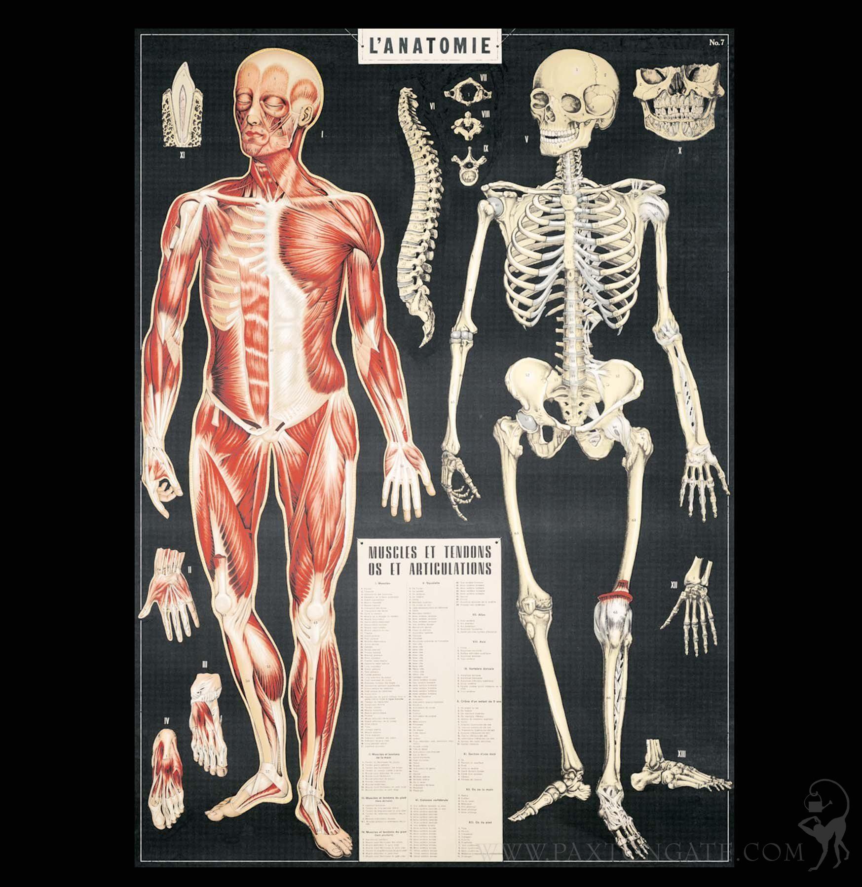 Anatomy Poster Wrap – Paxton Gate