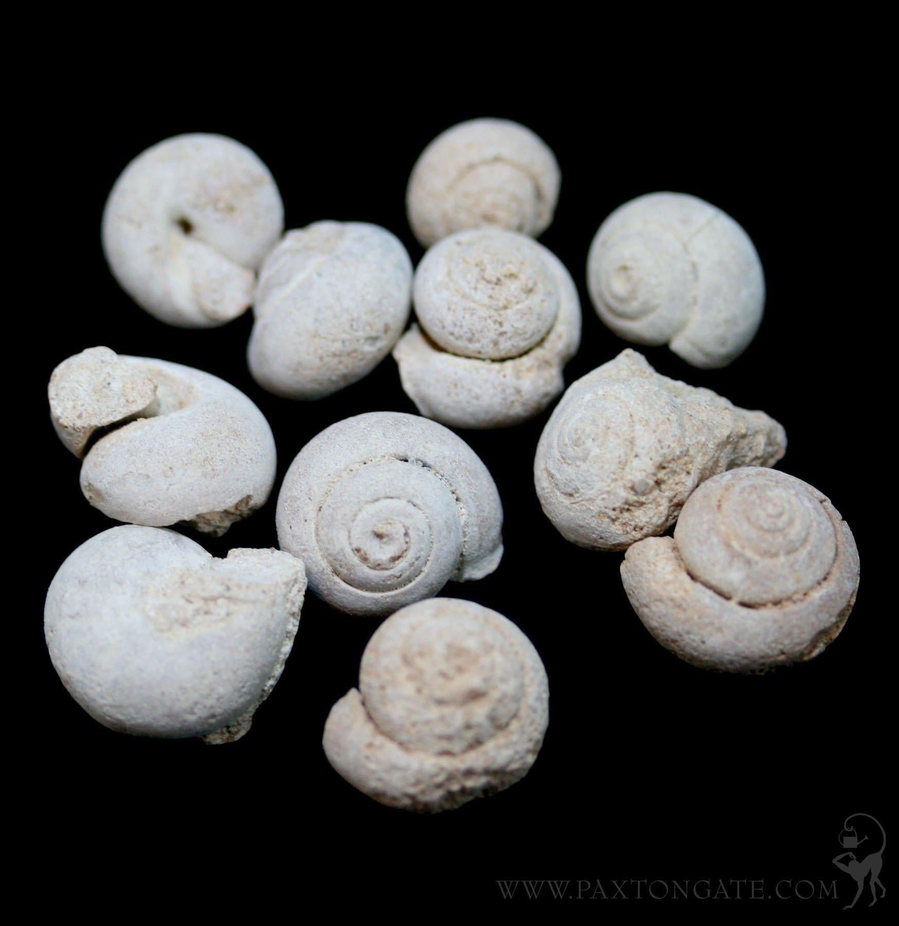 Archaeogastropoda Marine Snail Fossil – Paxton Gate