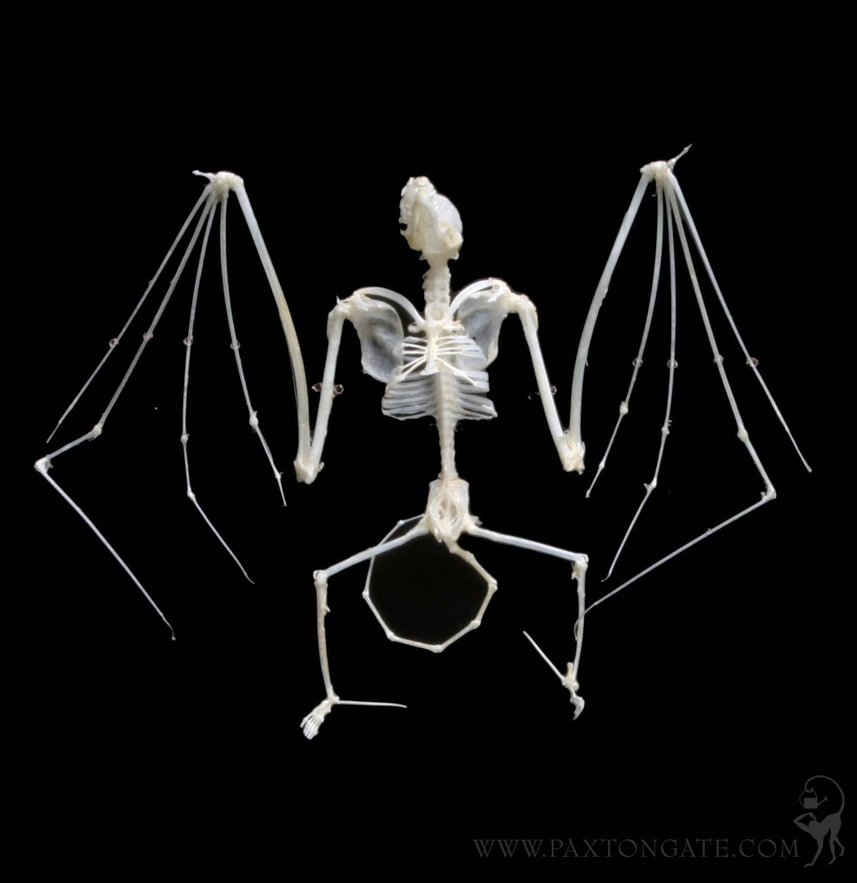 Articulated Bat Skeleton – Paxton Gate