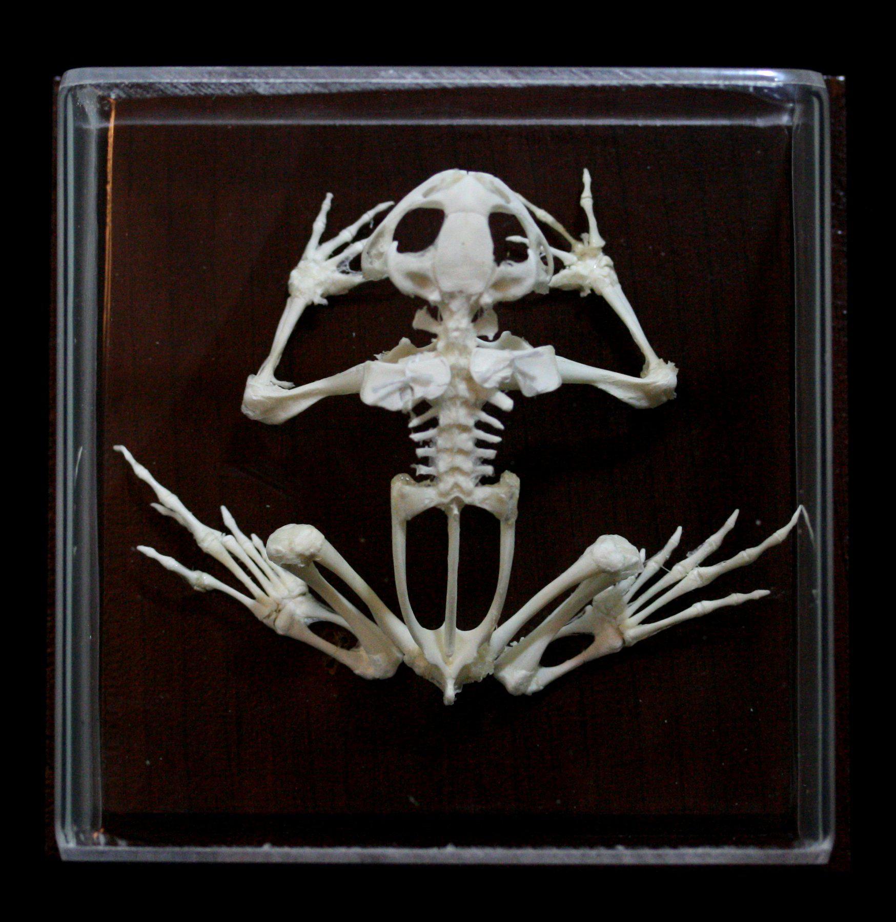 Articulated Toad Skeleton – Paxton Gate