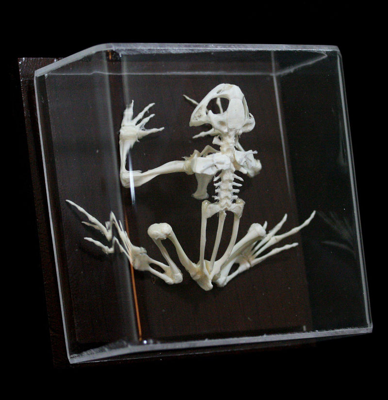 Articulated Toad Skeleton – Paxton Gate