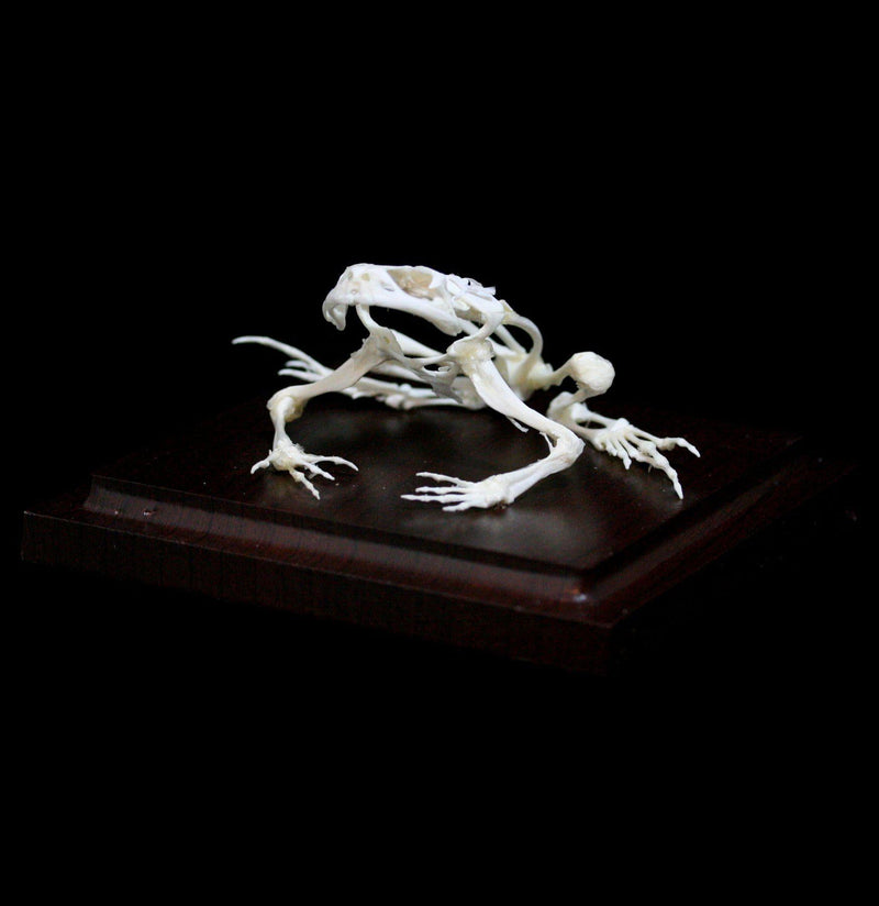 Articulated Toad Skeleton – Paxton Gate