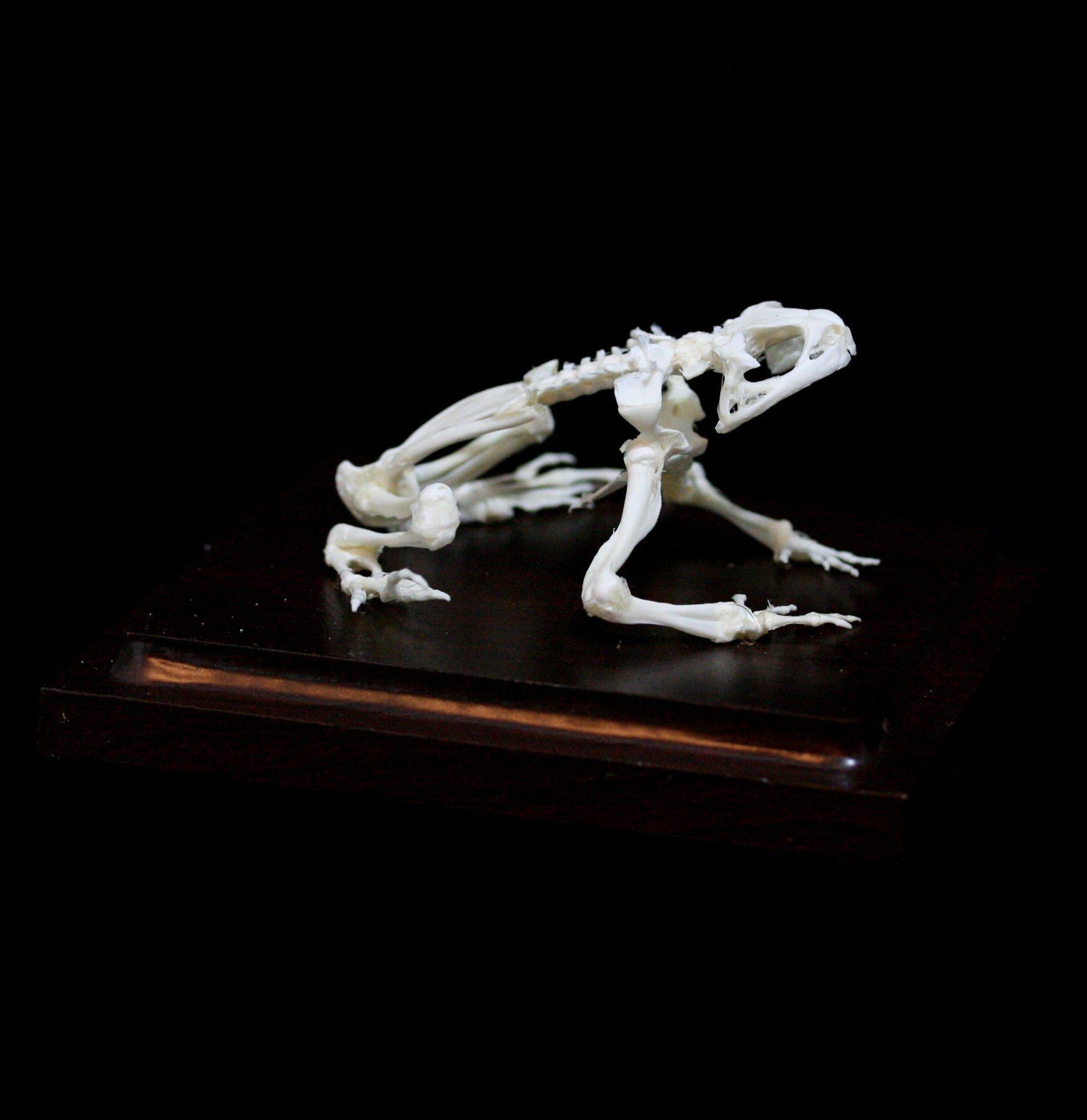 Articulated Toad Skeleton – Paxton Gate