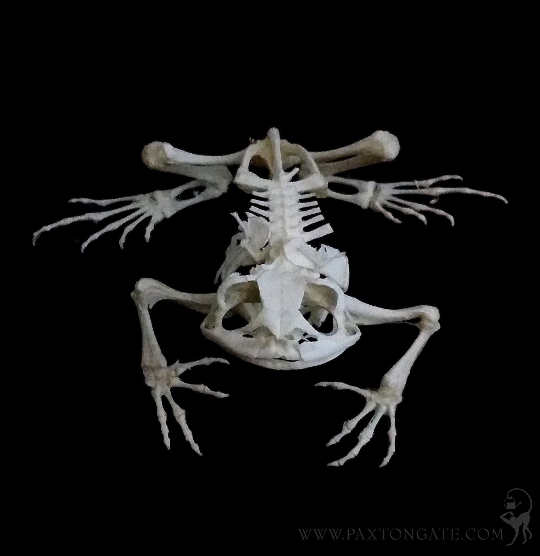 Articulated Toad Skeleton – Paxton Gate