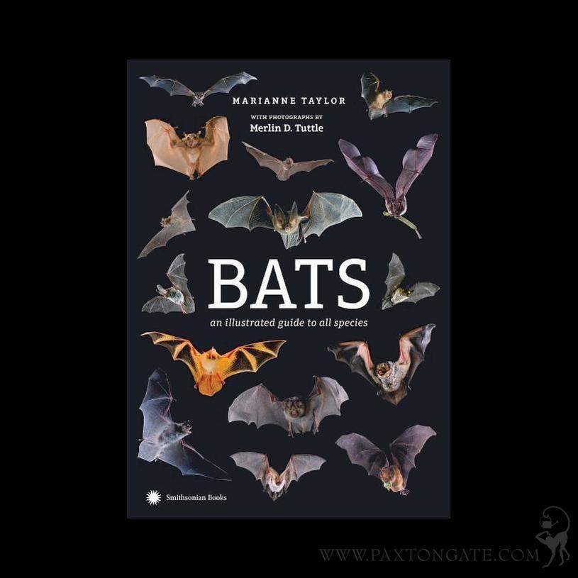 Bats: An Illustrated Guide to All Species – Paxton Gate