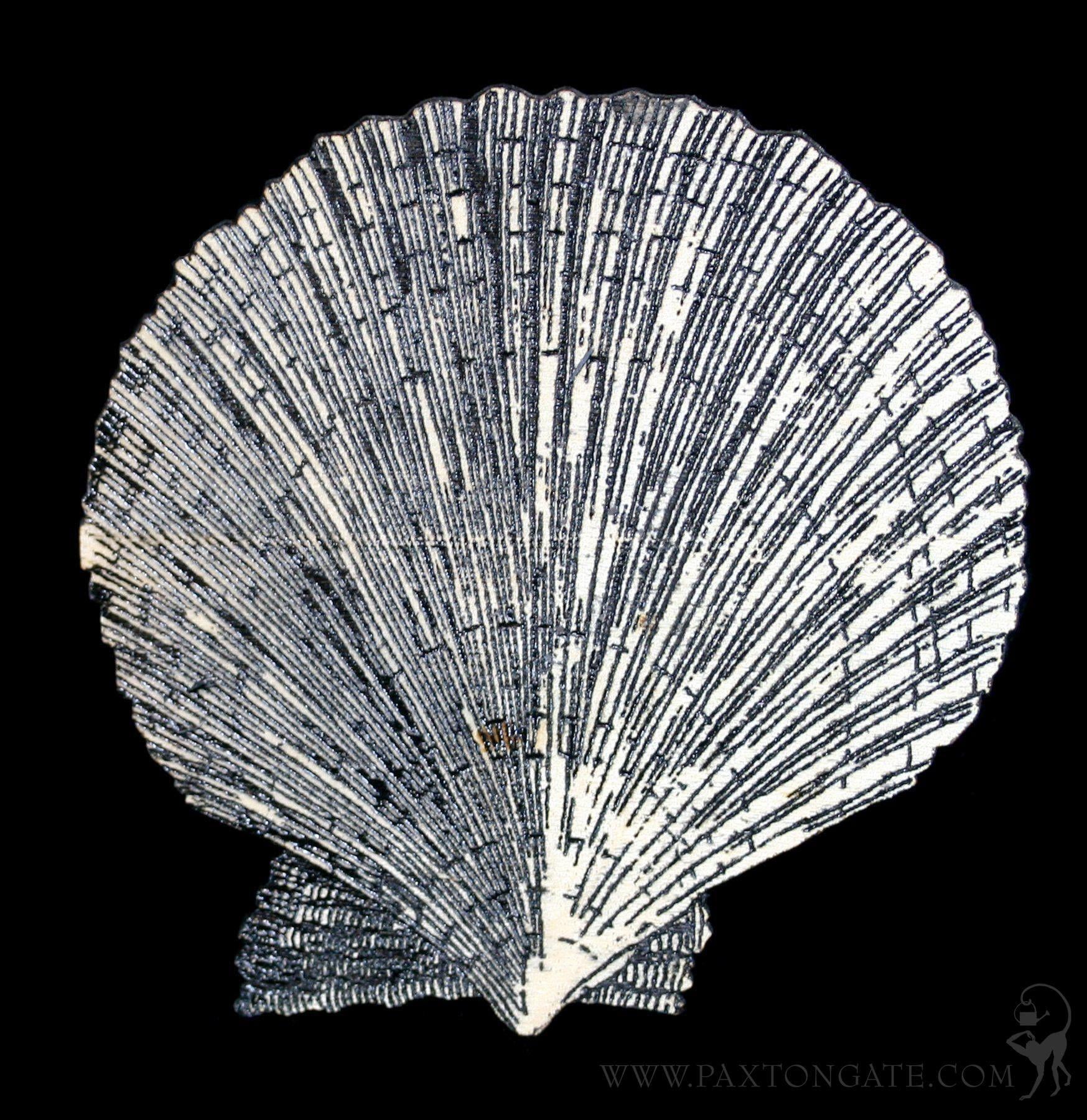 Birch Wood Scallop Shell Magnet – Paxton Gate