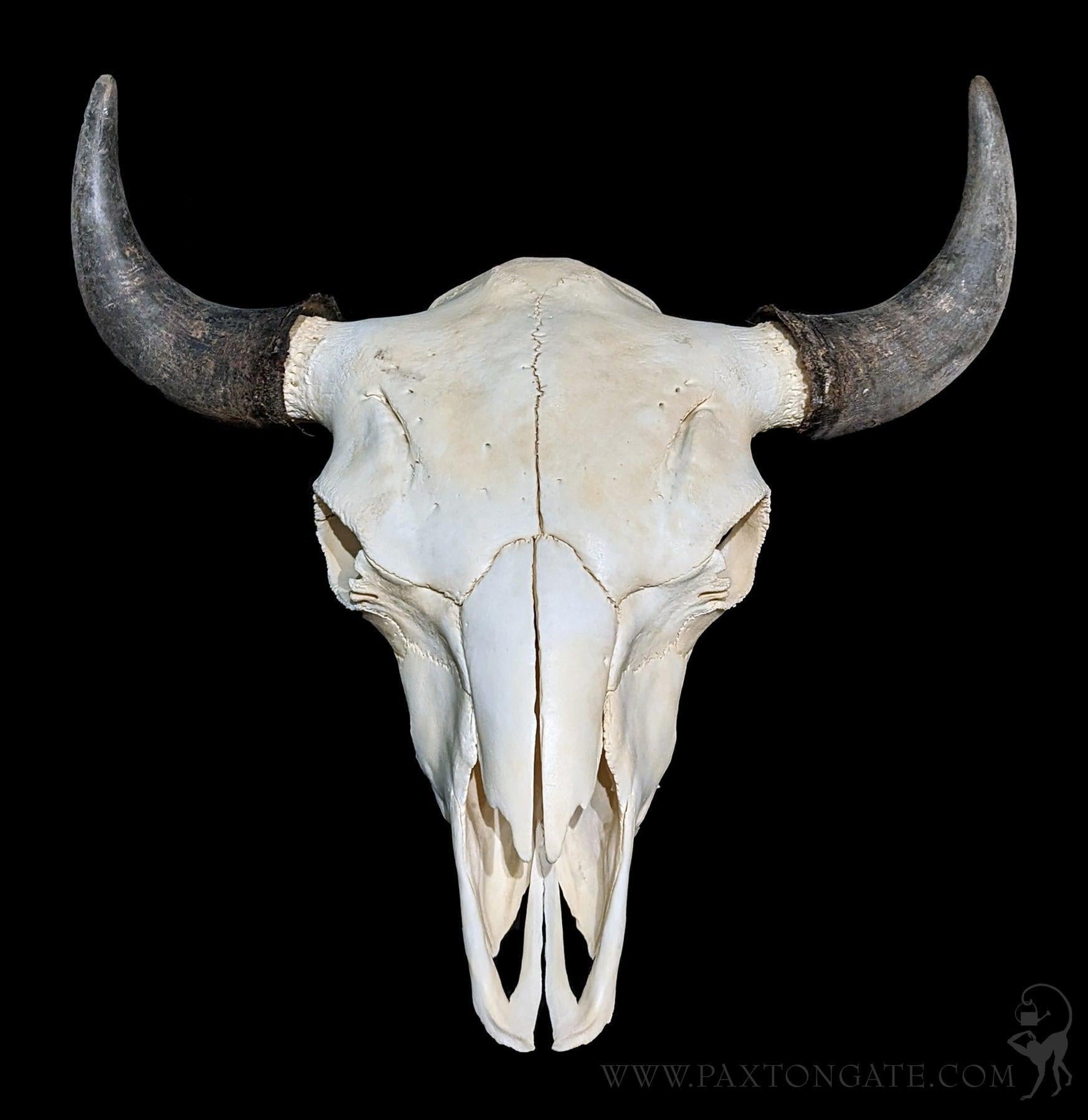 Bison Skull – Paxton Gate