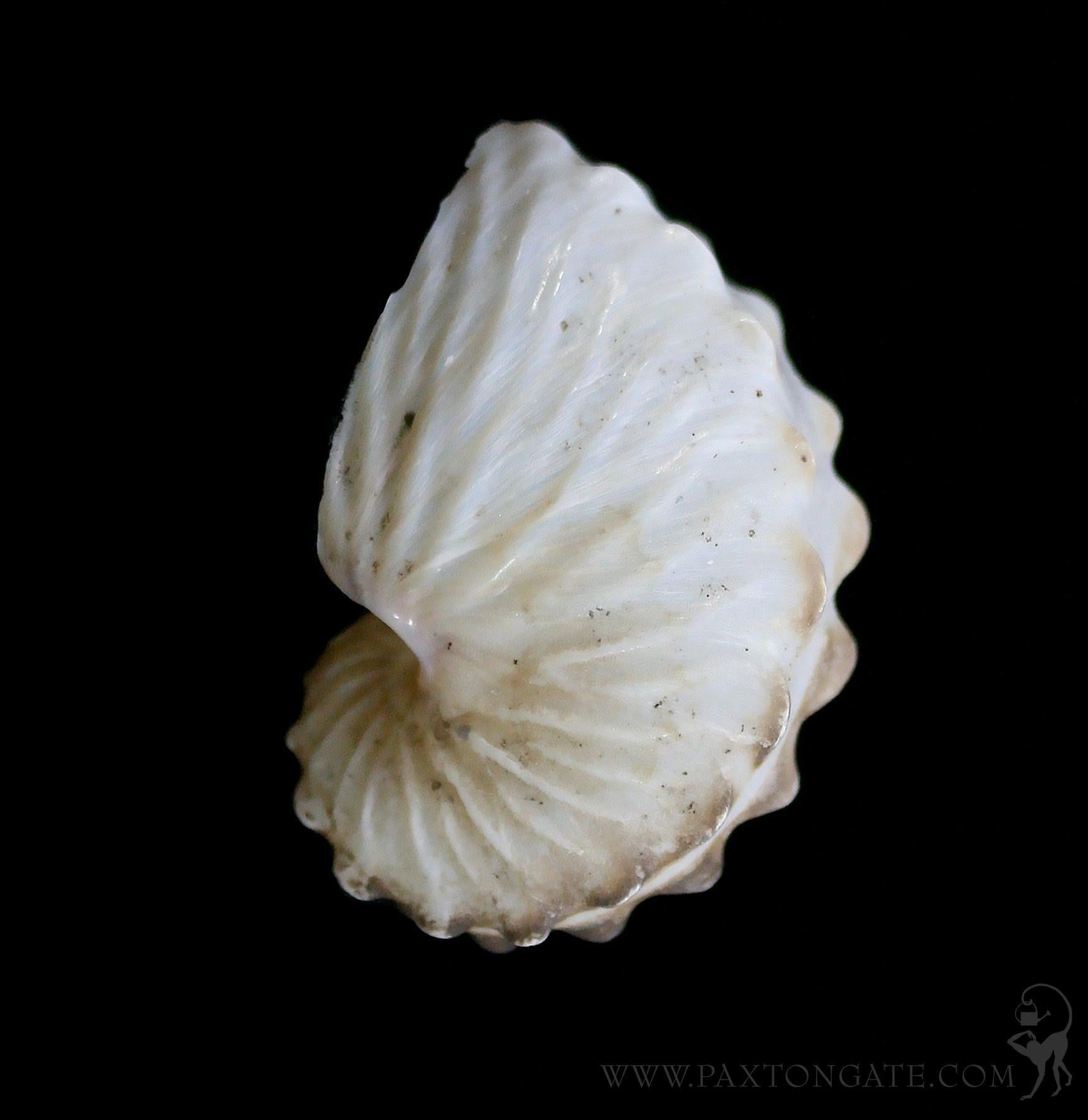 Brown Paper Nautilus Shell – Paxton Gate