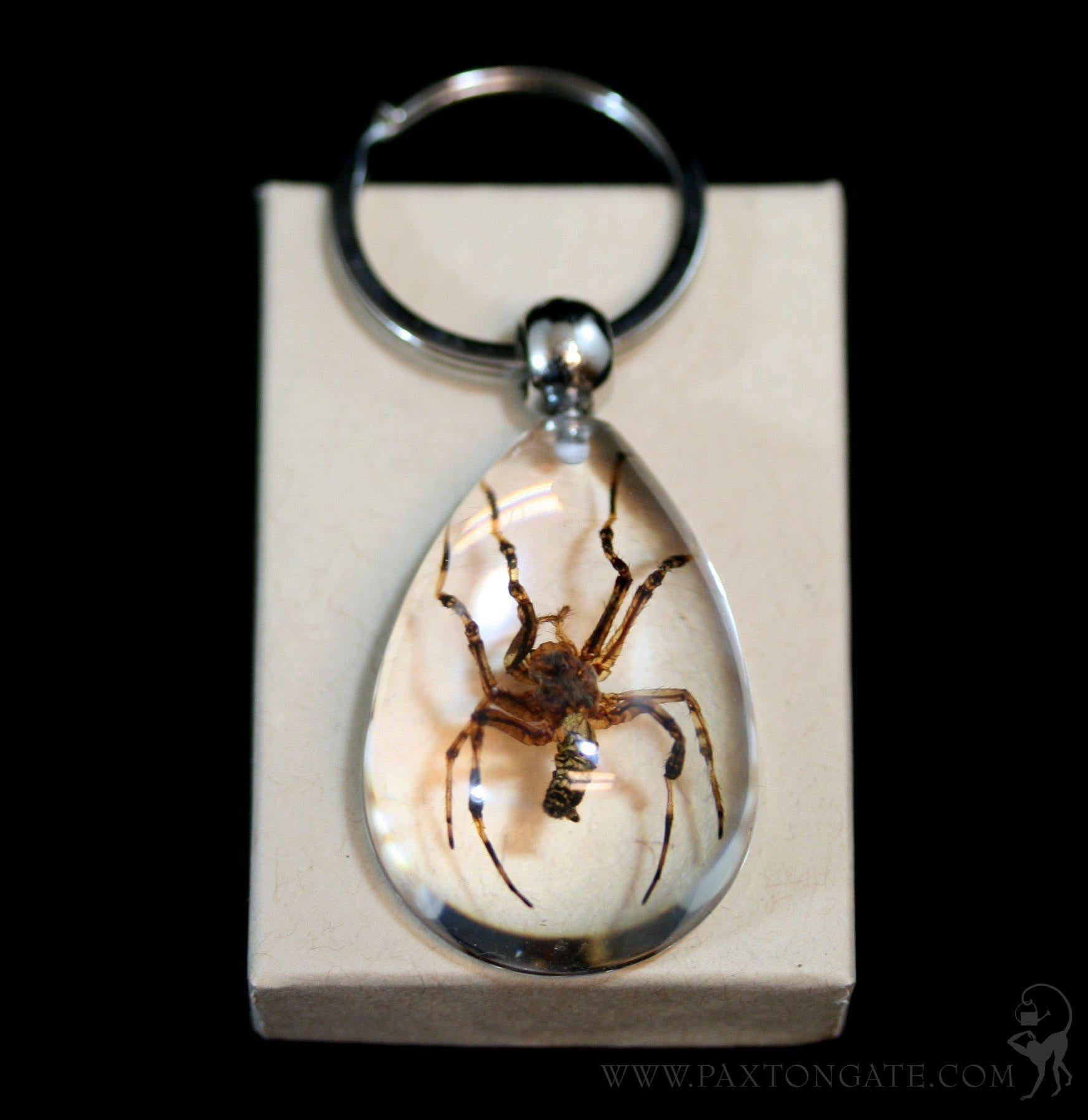 Brown Recluse Spider Keychain – Paxton Gate
