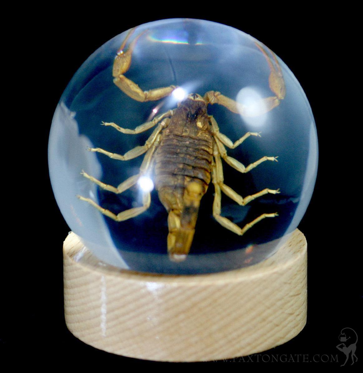 Brown Scorpion in Globe – Paxton Gate