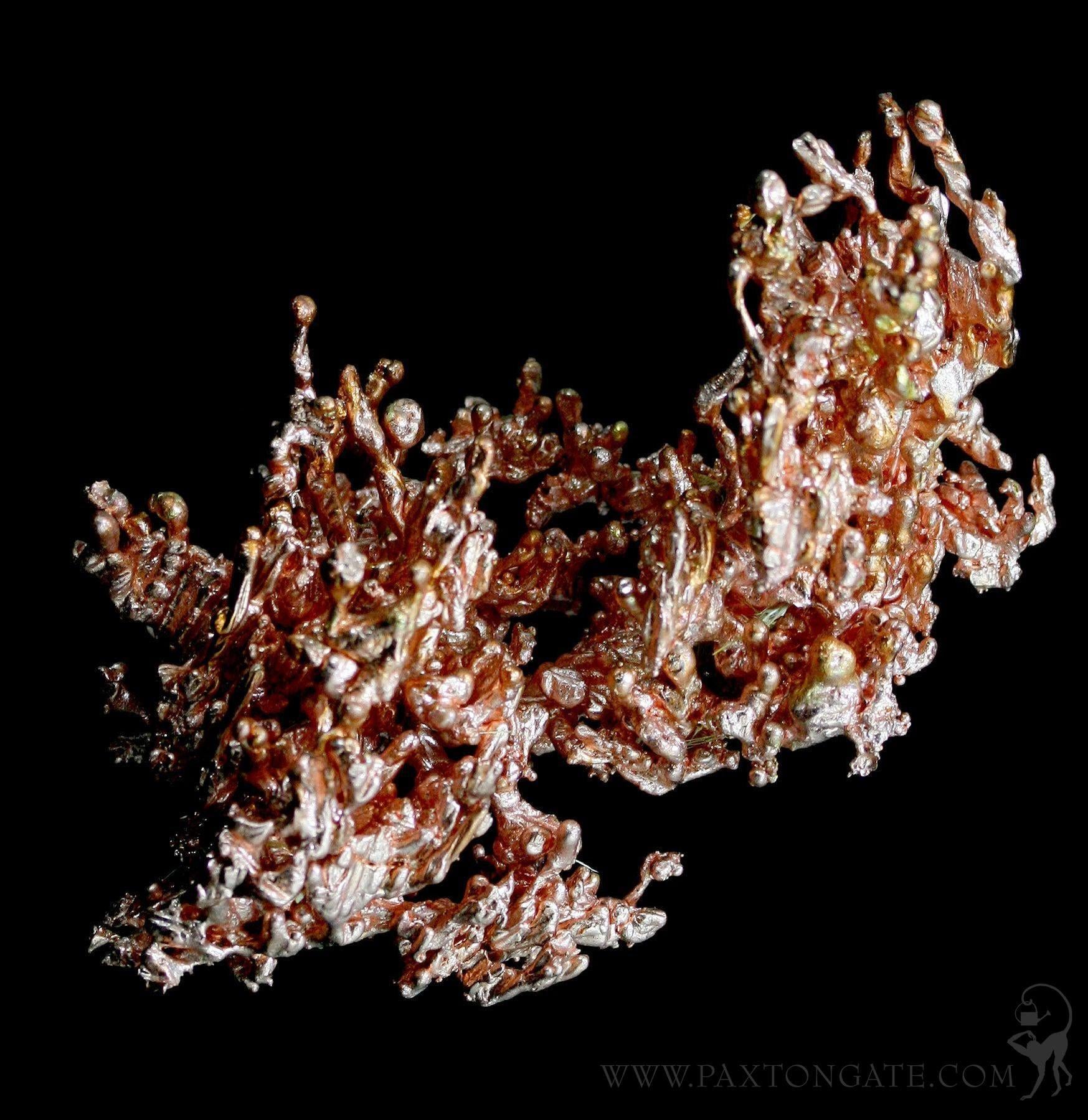 Copper Sculpture Specimen – Paxton Gate