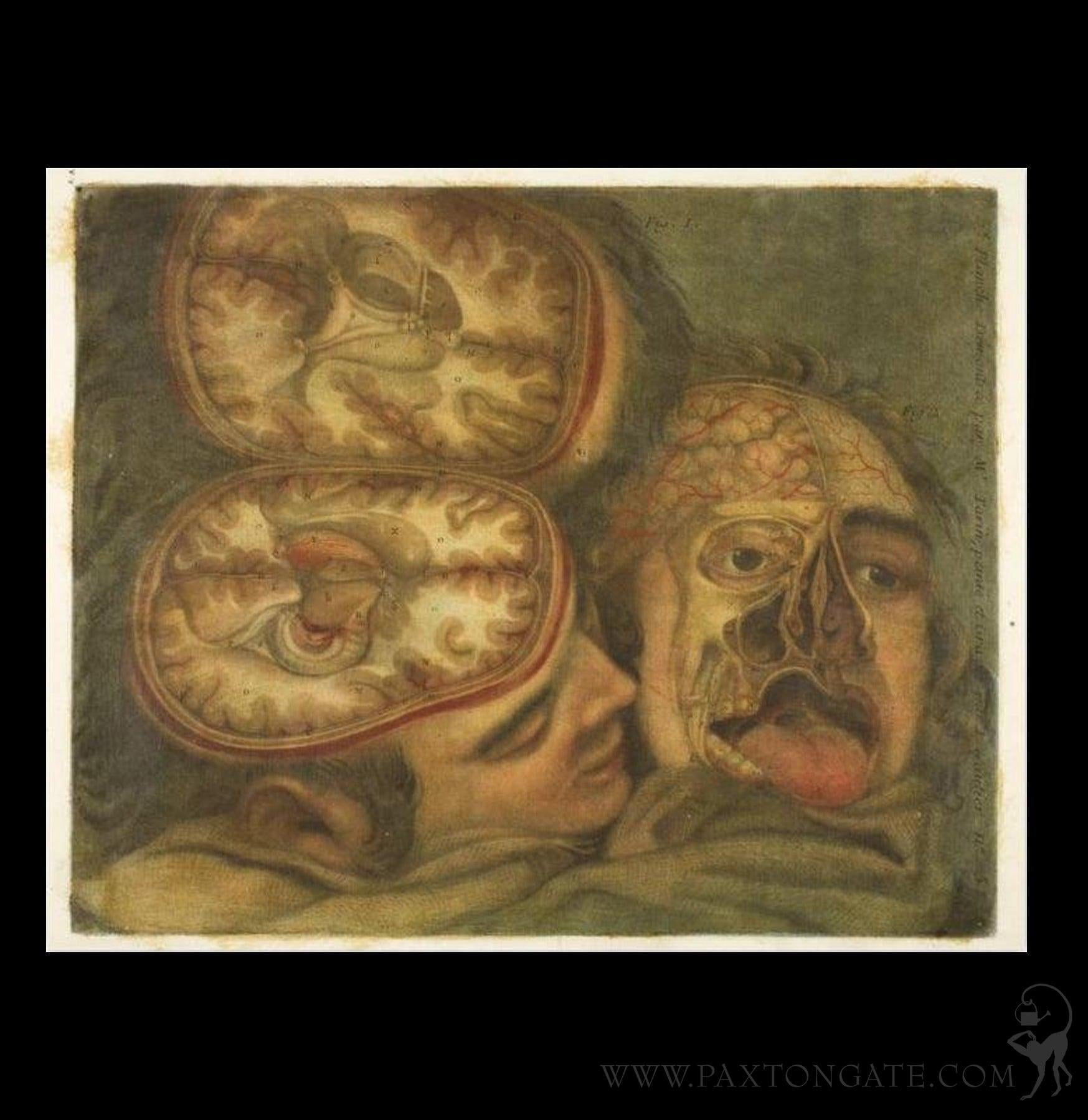Cranial Dissection Satin Poster – Paxton Gate