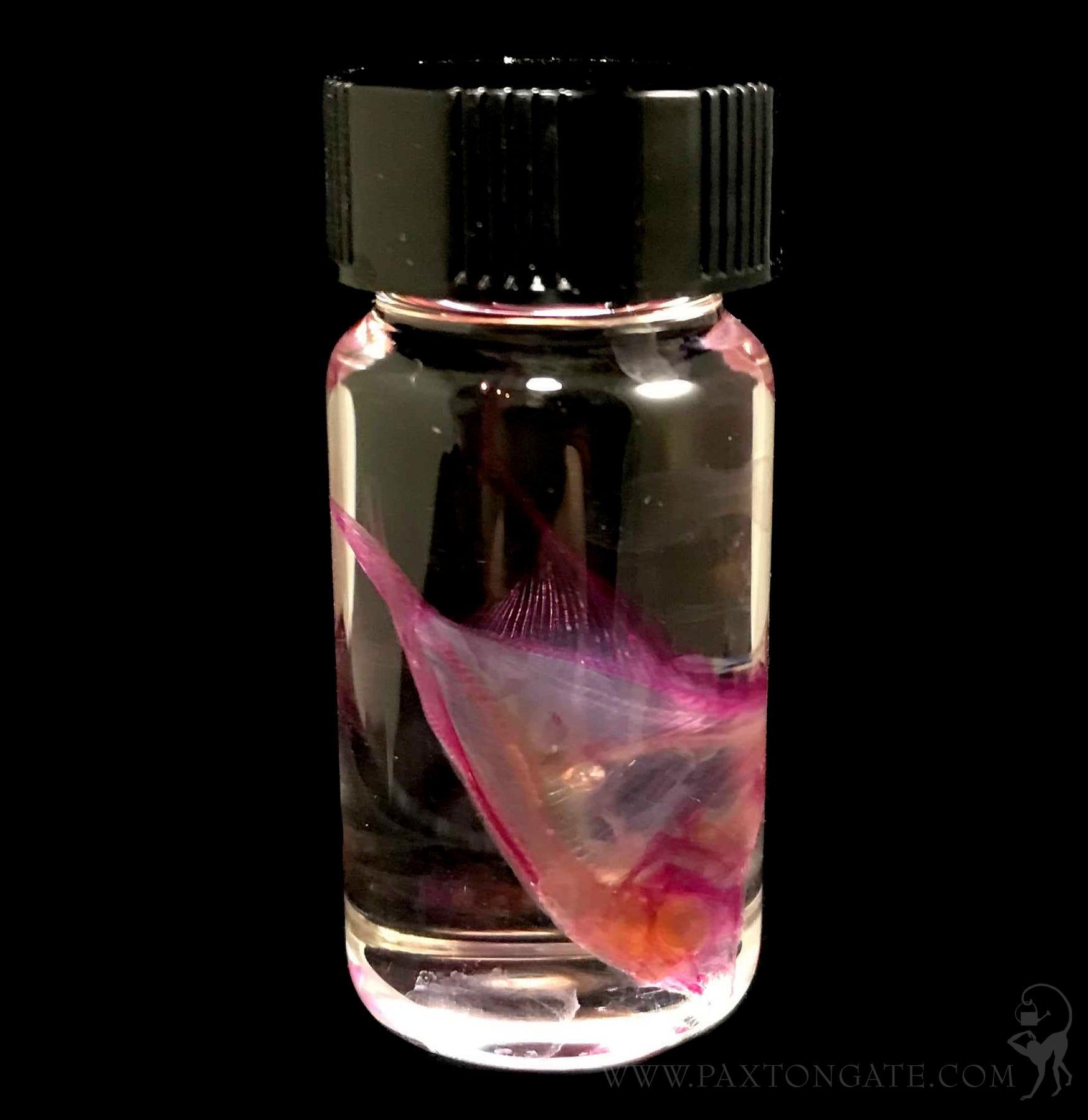 Diaphonized Angelfish Wet Specimen – Paxton Gate