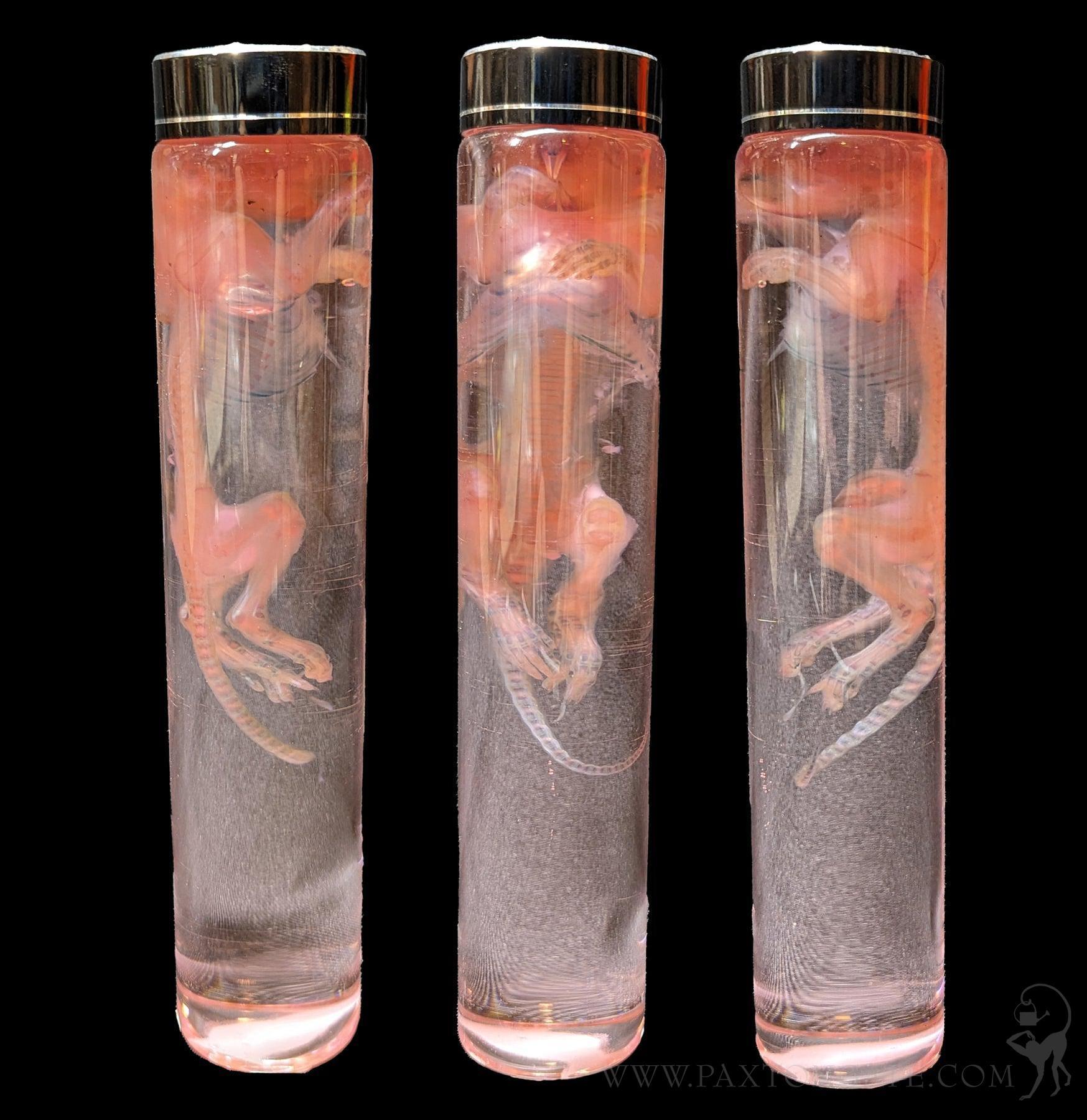 Diaphonized Pink and Blue Juvenile Rat Wet Specimen – Paxton Gate