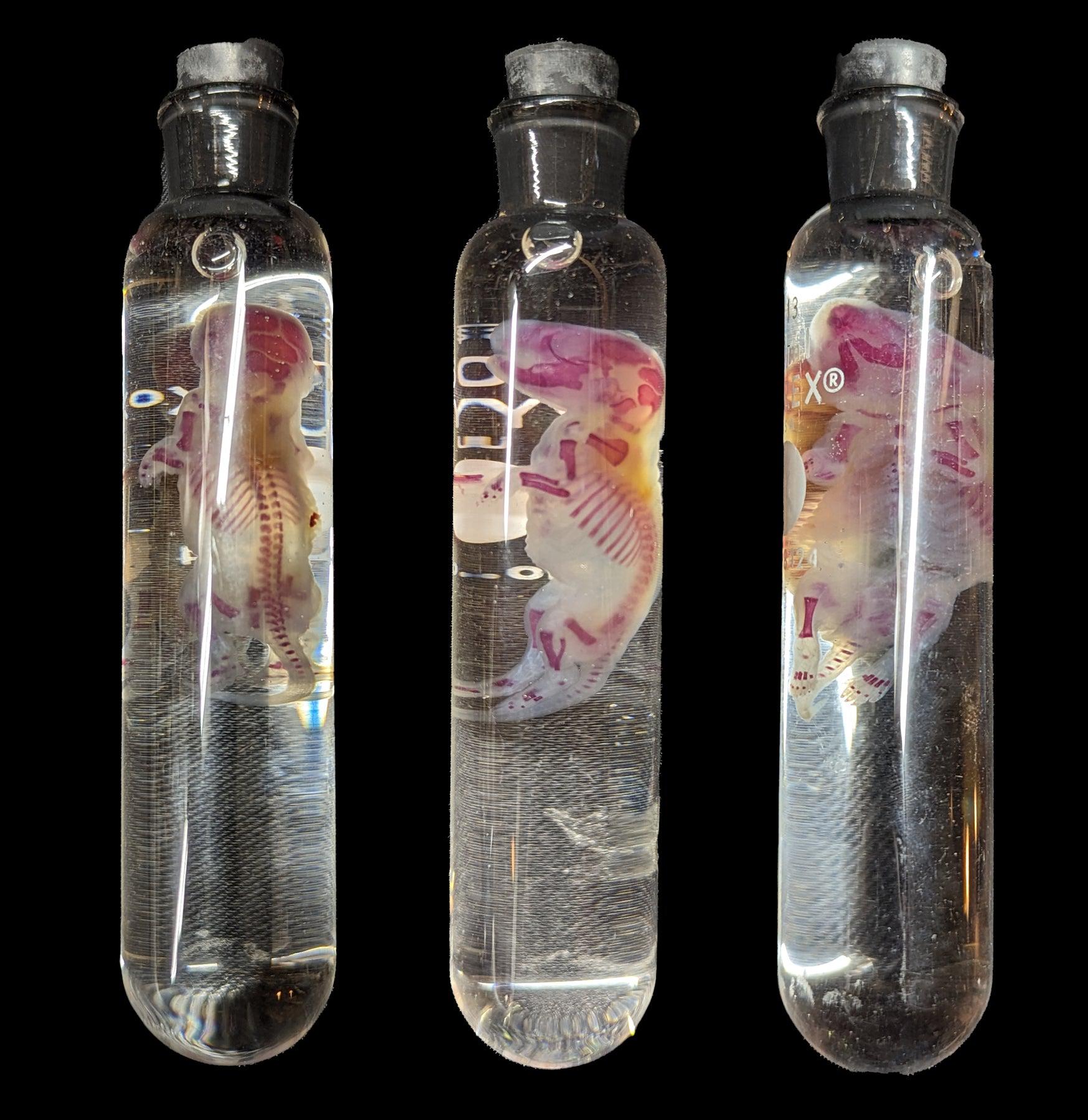 Diaphonized Pink and Blue Juvenile Rat Wet Specimen – Paxton Gate