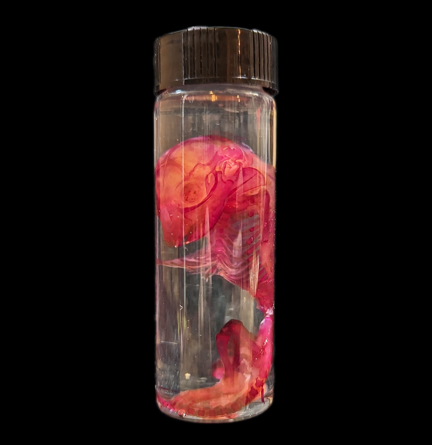 Diaphonized Rat Wet Specimen – Paxton Gate
