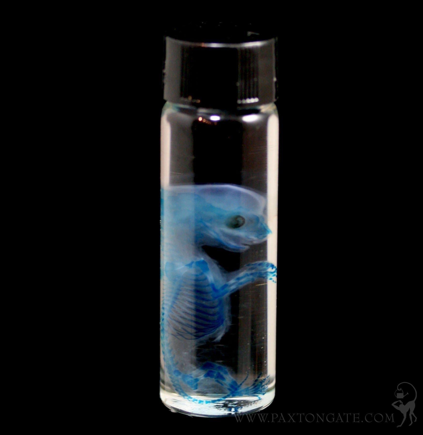 Diaphonized Two Week Old Fetal Kitten Wet Specimen – Paxton Gate