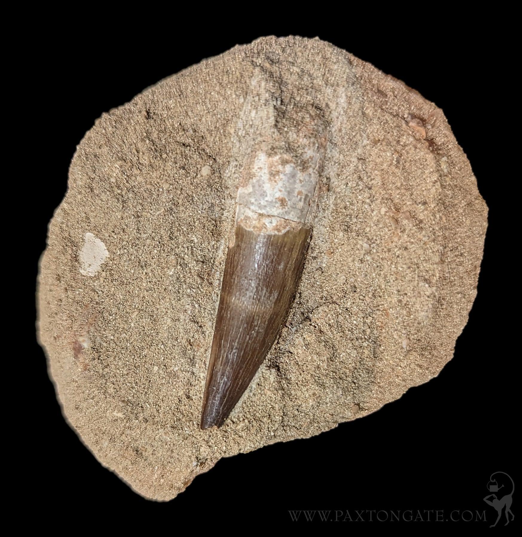 Elasmosaurus Dinosaur Tooth in Matrix – Paxton Gate