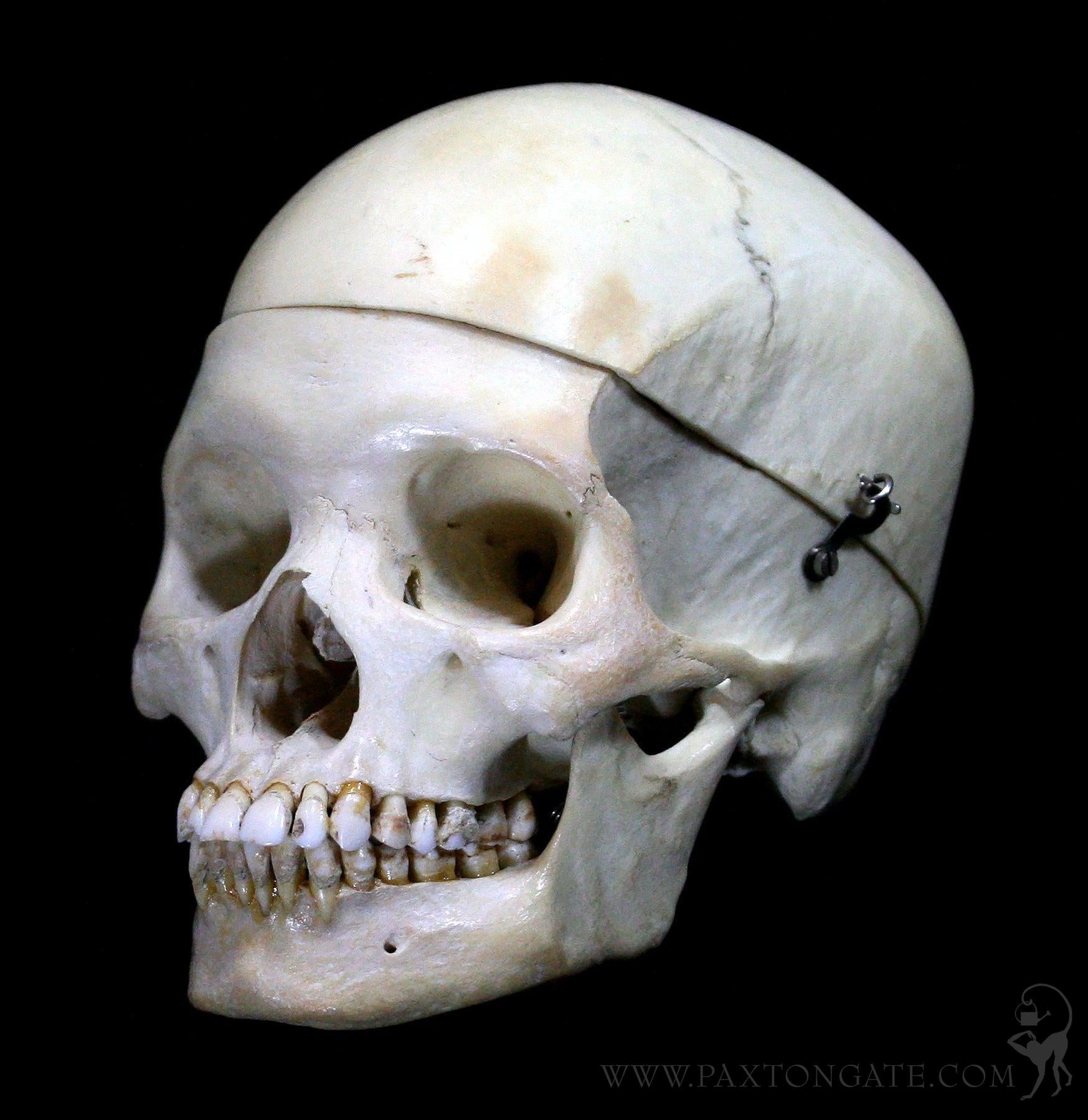 Female Human Skull – Paxton Gate