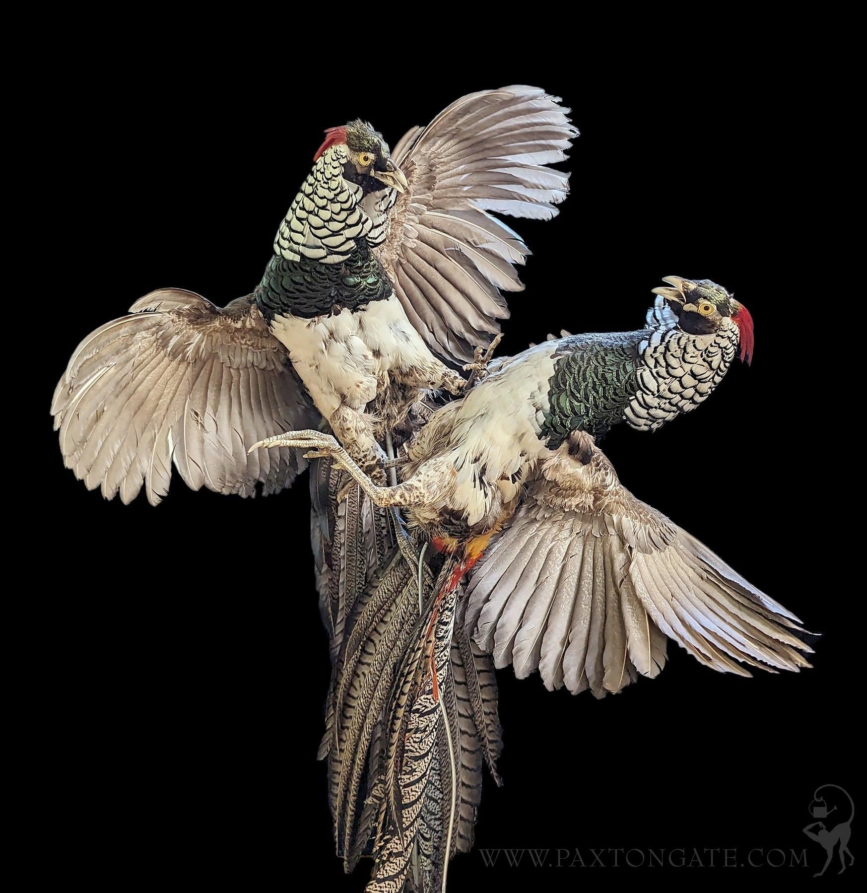 Fighting Lady Amherst Pheasants Taxidermy Mount – Paxton Gate