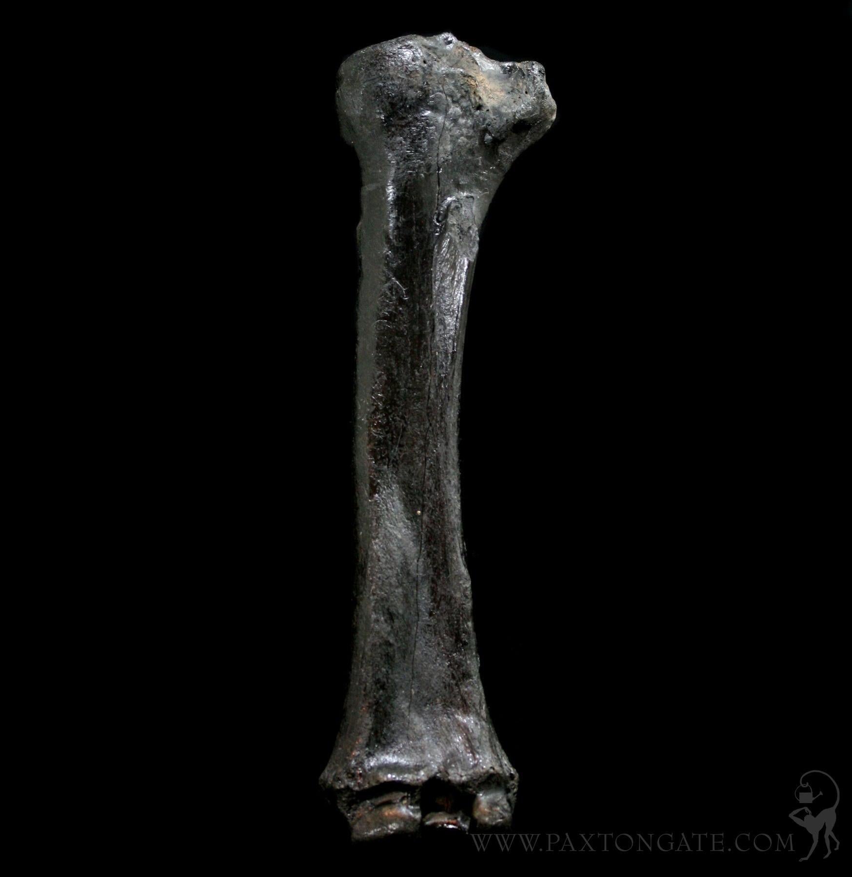 Fossilized Bison Radius Specimen A – Paxton Gate