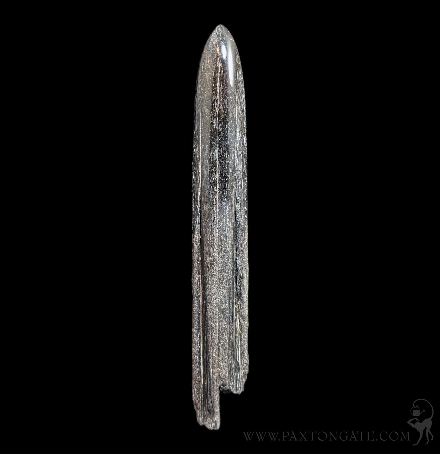 Fossilized Swordfish Rostrum Specimen #1 – Paxton Gate