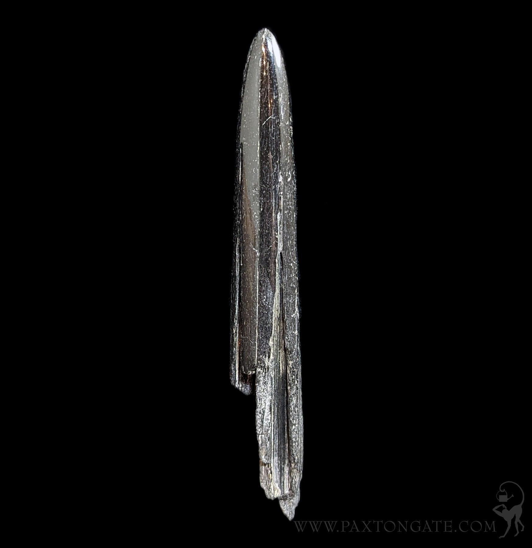 Fossilized Swordfish Rostrum Specimen #2 – Paxton Gate
