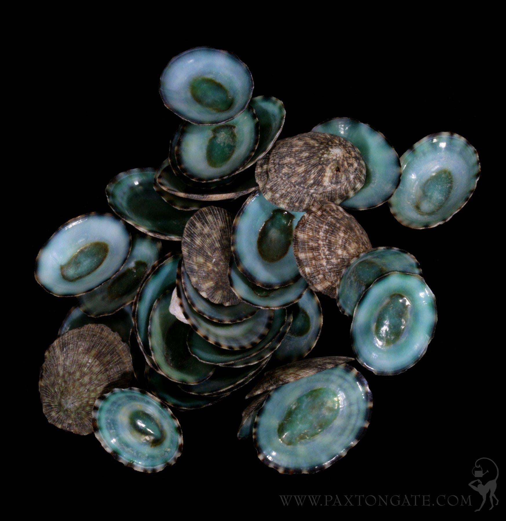 Green Limpet Shell – Paxton Gate