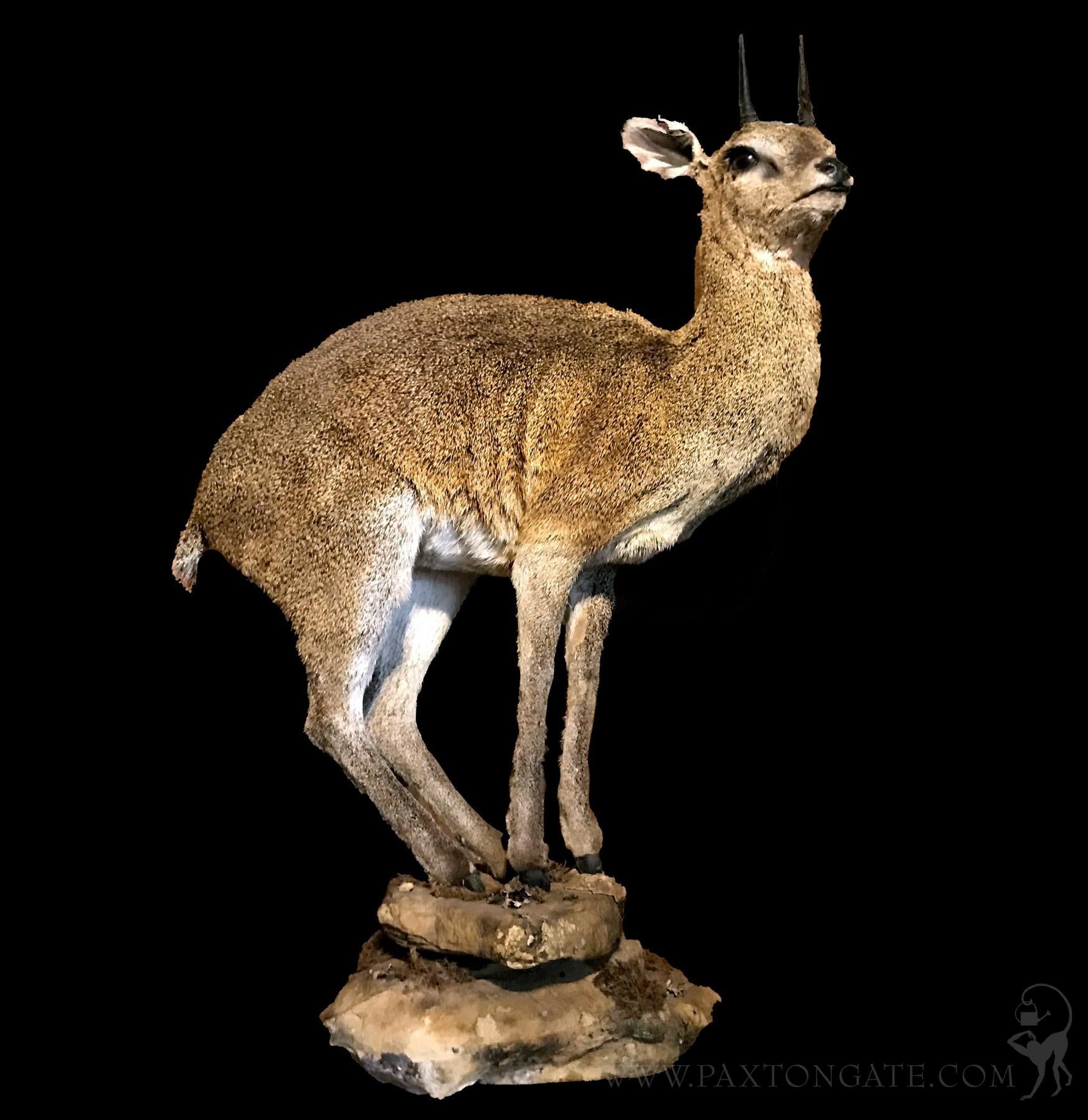 Klipspringer Full Body Taxidermy Mount – Paxton Gate