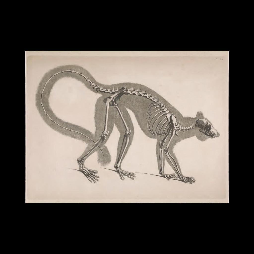 Lemur Skeleton Matte Poster – Paxton Gate