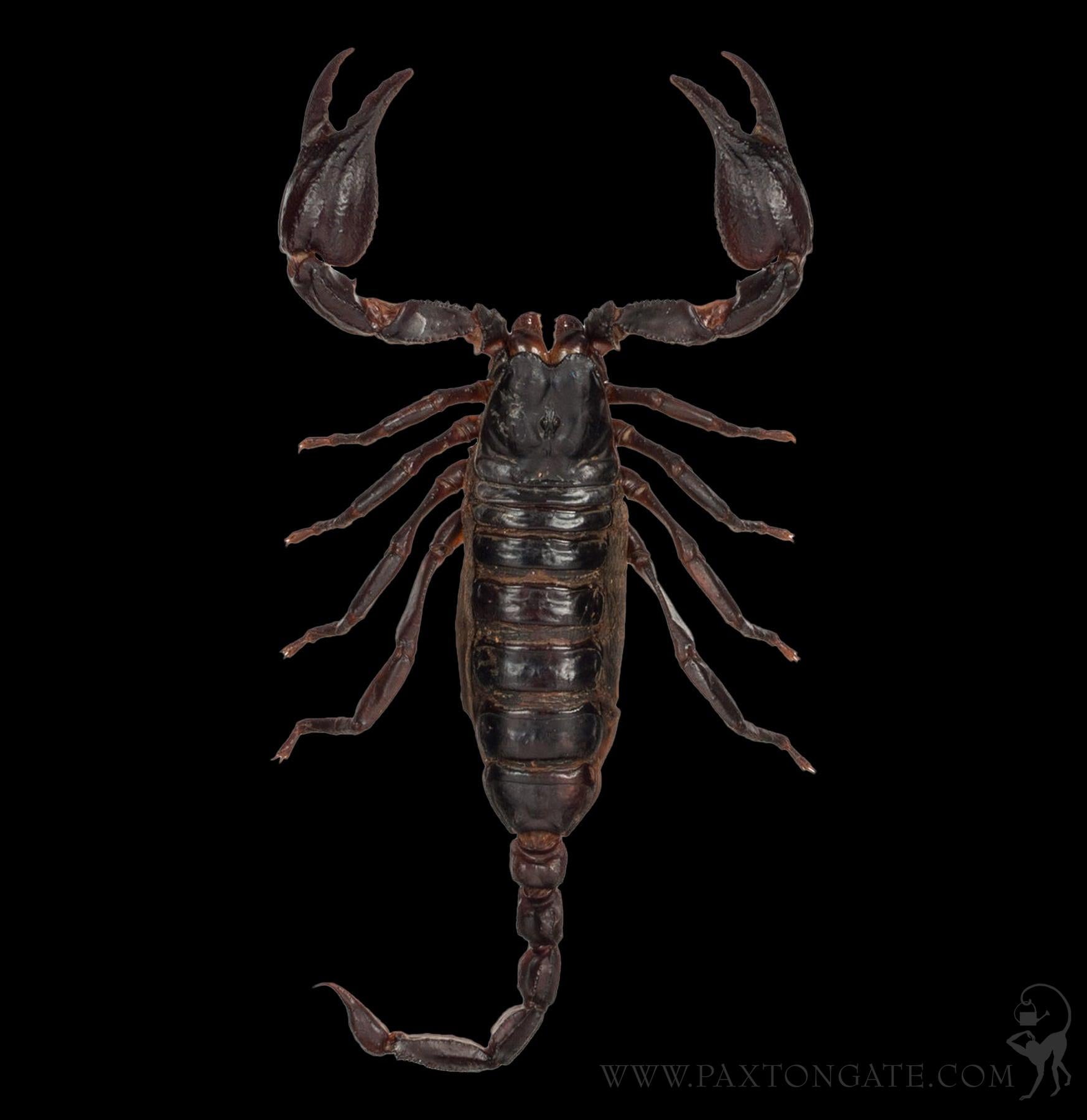 Loose Heterometrus Spinifer Asian Forest Scorpion – Paxton Gate