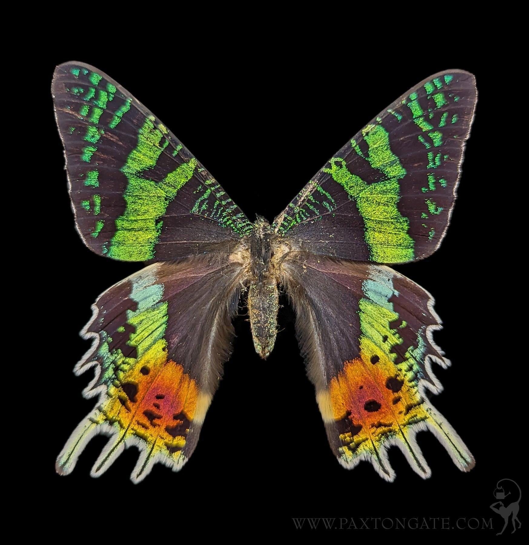 Loose Spread Urania Ripheus Sunset Moth – Paxton Gate