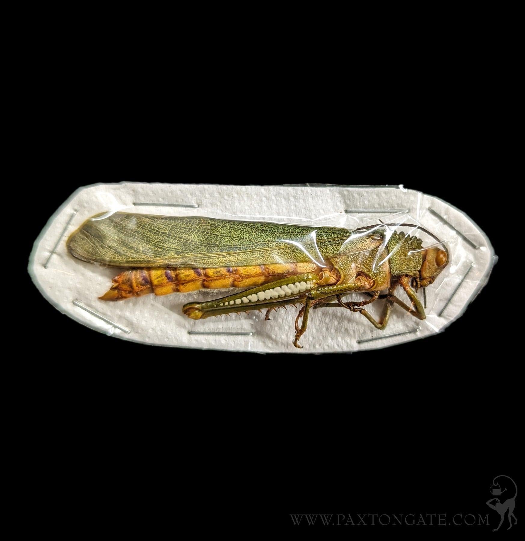 Loose Titanacris Albipes Grasshopper – Paxton Gate