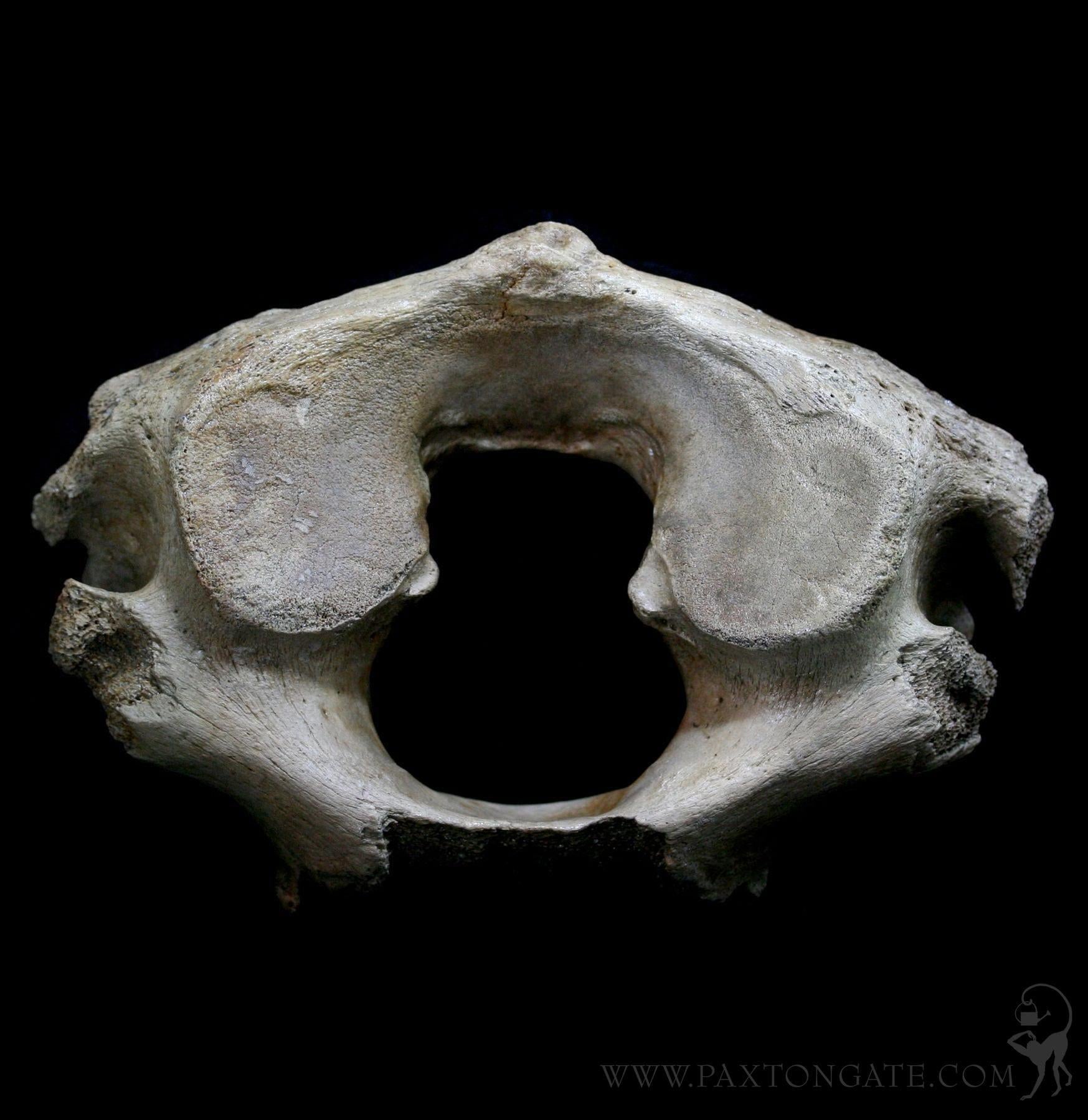 Mammoth Atlas With Hyena Teeth Marks – Paxton Gate