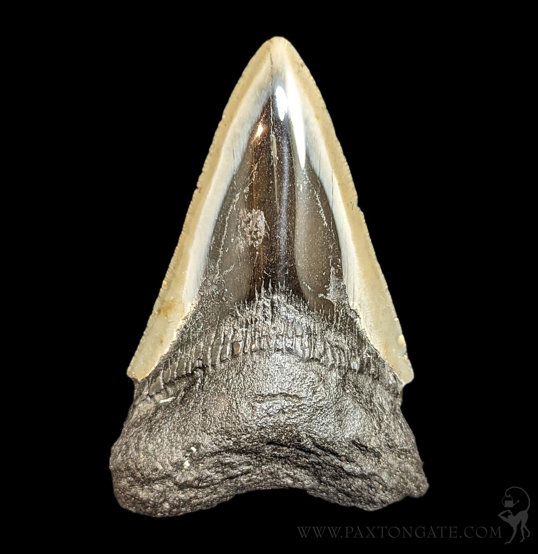 Megalodon Tooth Specimen #36 – Paxton Gate