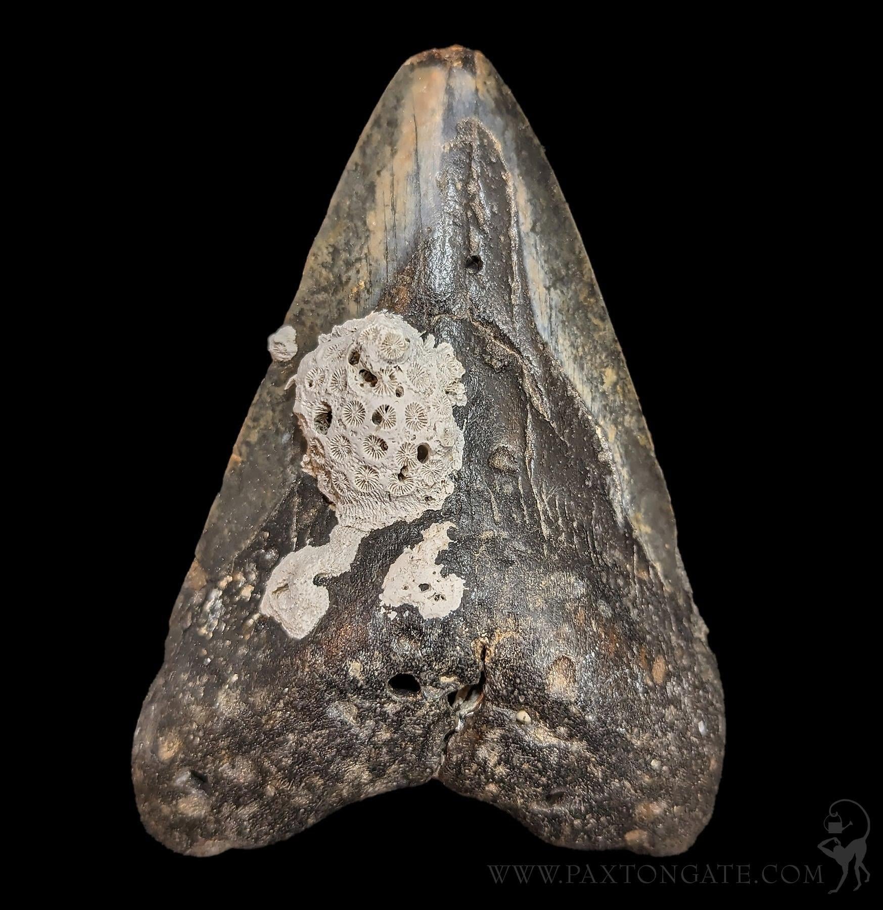 Megalodon Tooth with Coral Specimen #30 – Paxton Gate