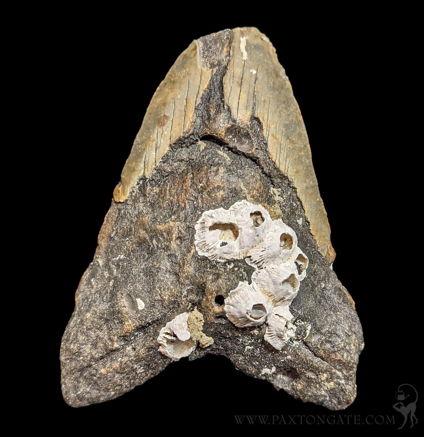 Megalodon Tooth with Coral Specimen #31 – Paxton Gate