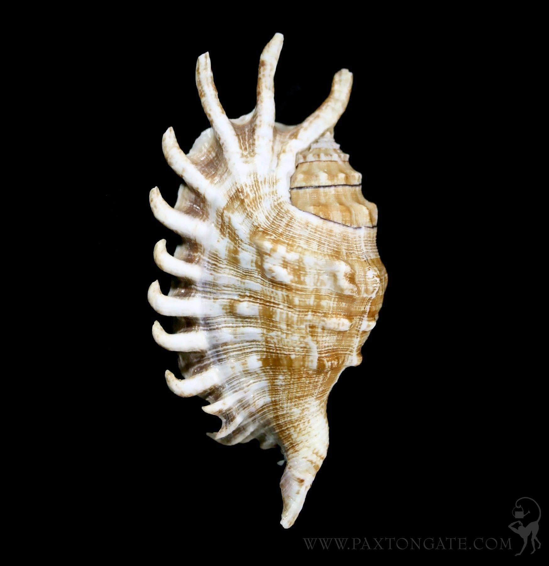 Millepede Spider Shell – Paxton Gate