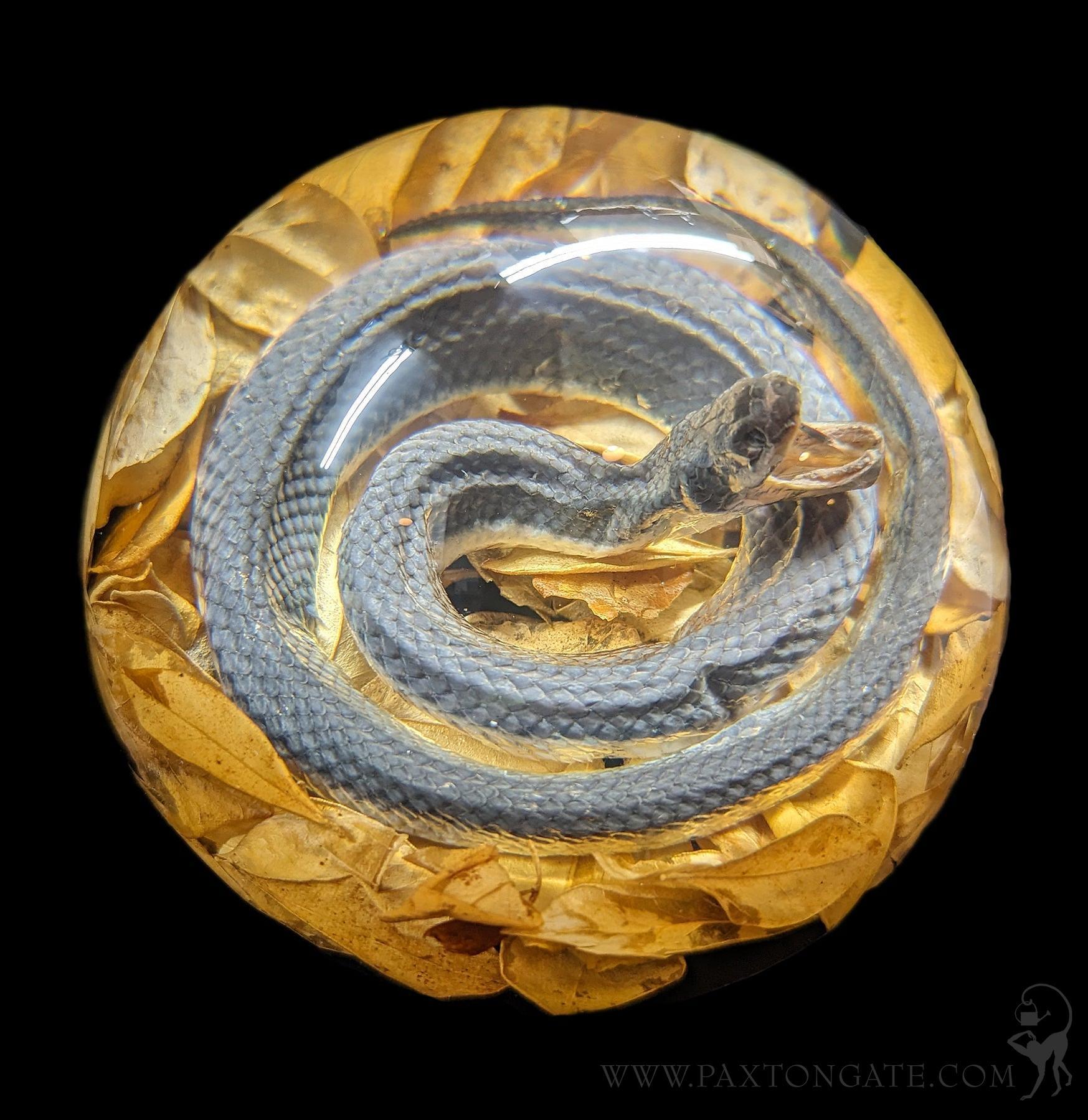 Natural Snake Paper Weight – Paxton Gate
