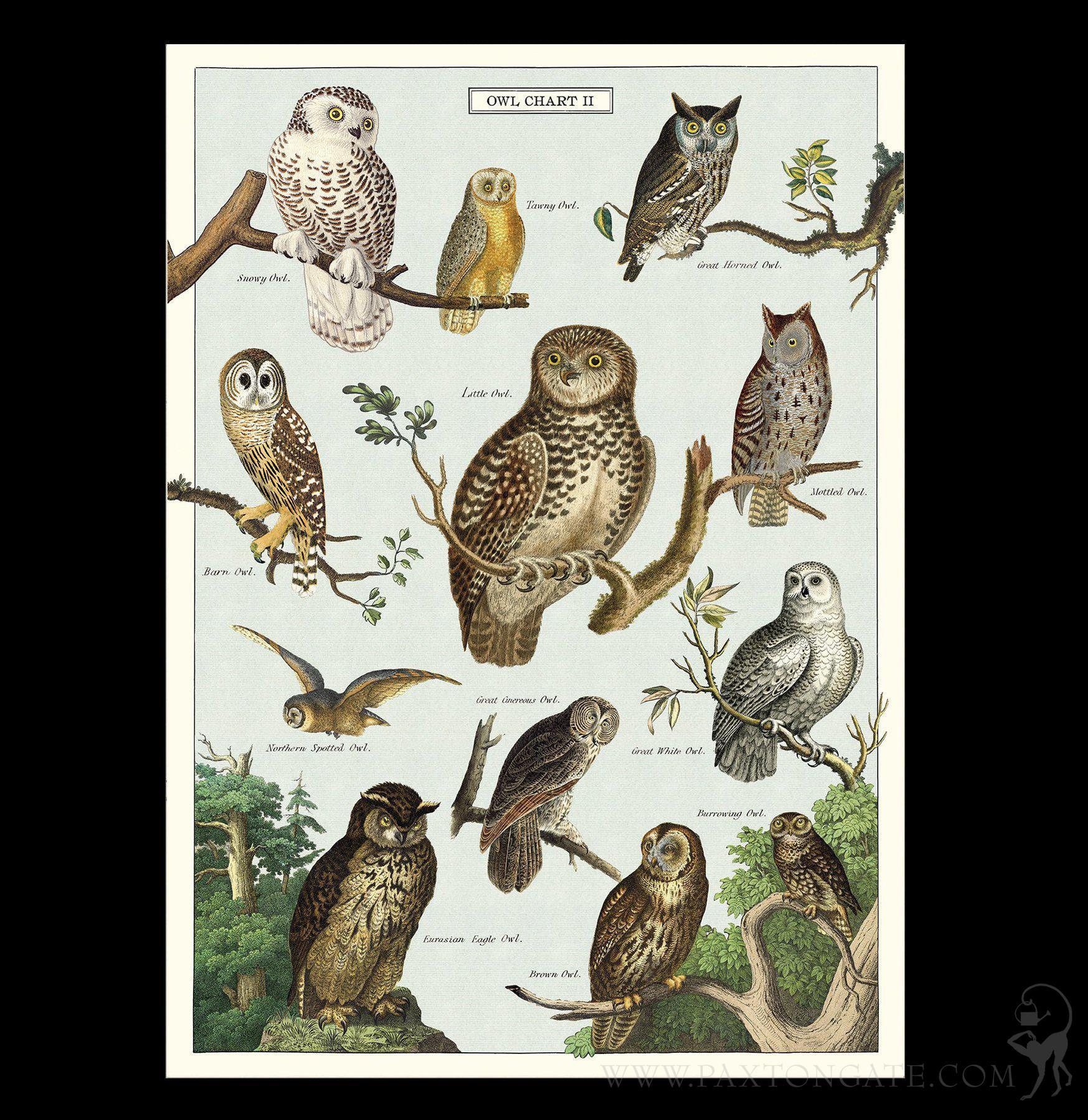Owl Chart Poster Wrap – Paxton Gate