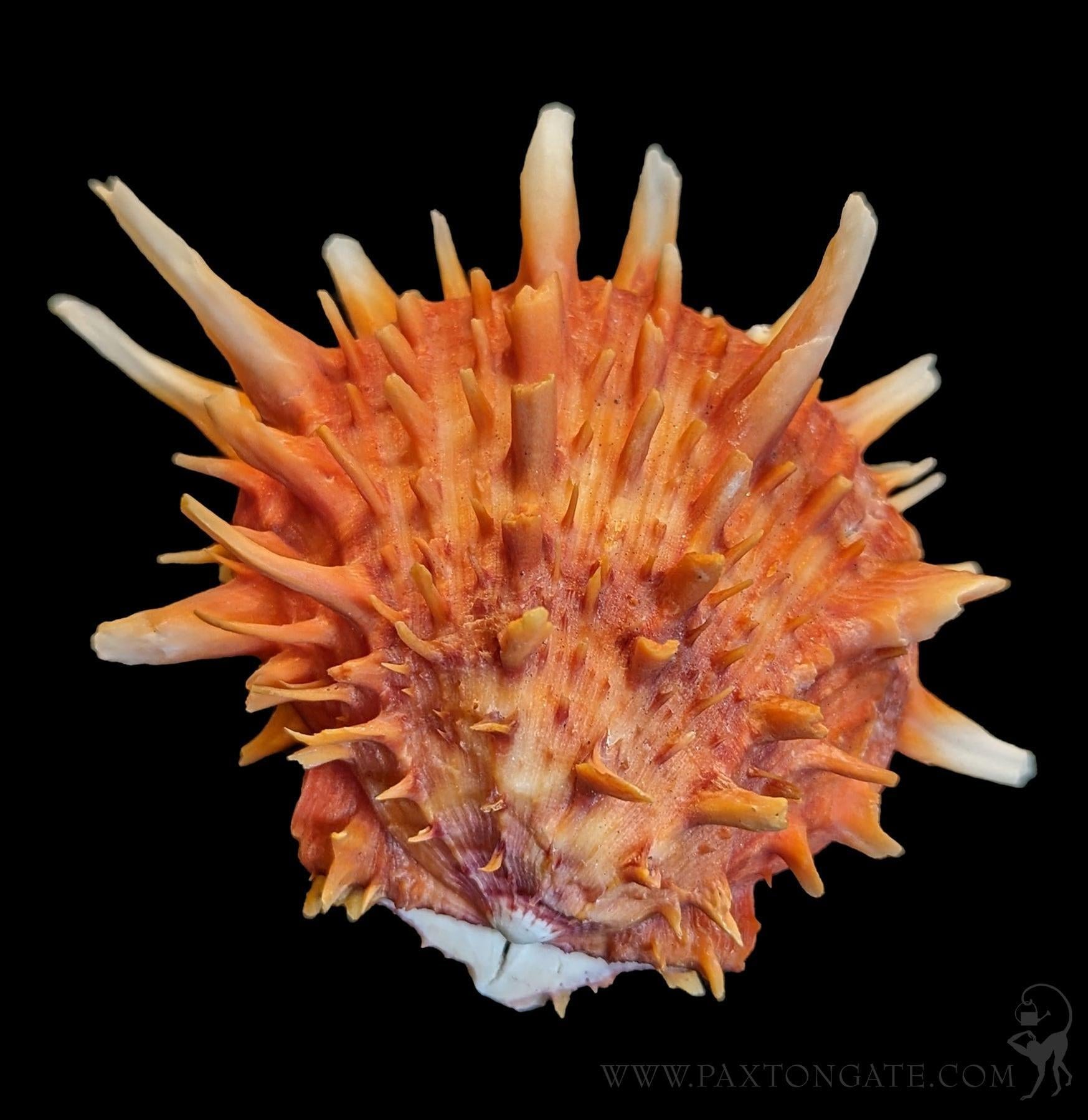 Pacific Spiny Oyster – Paxton Gate