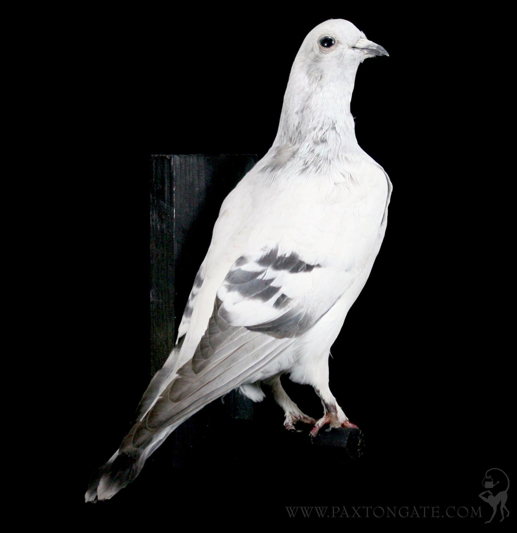 Pakistani High Flyer Taxidermy Pigeon – Paxton Gate