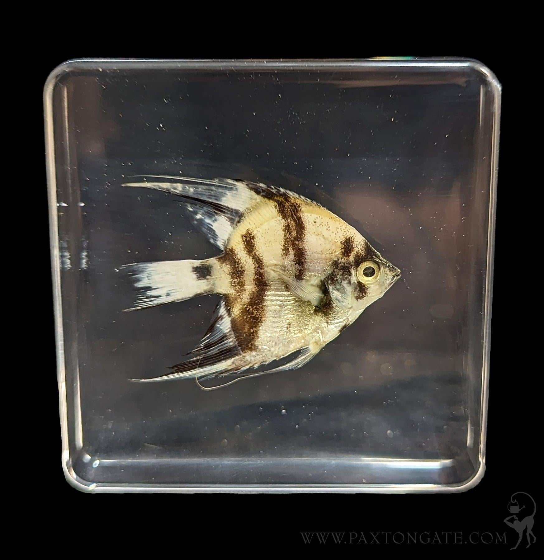 Angelfish in Resin – Paxton Gate